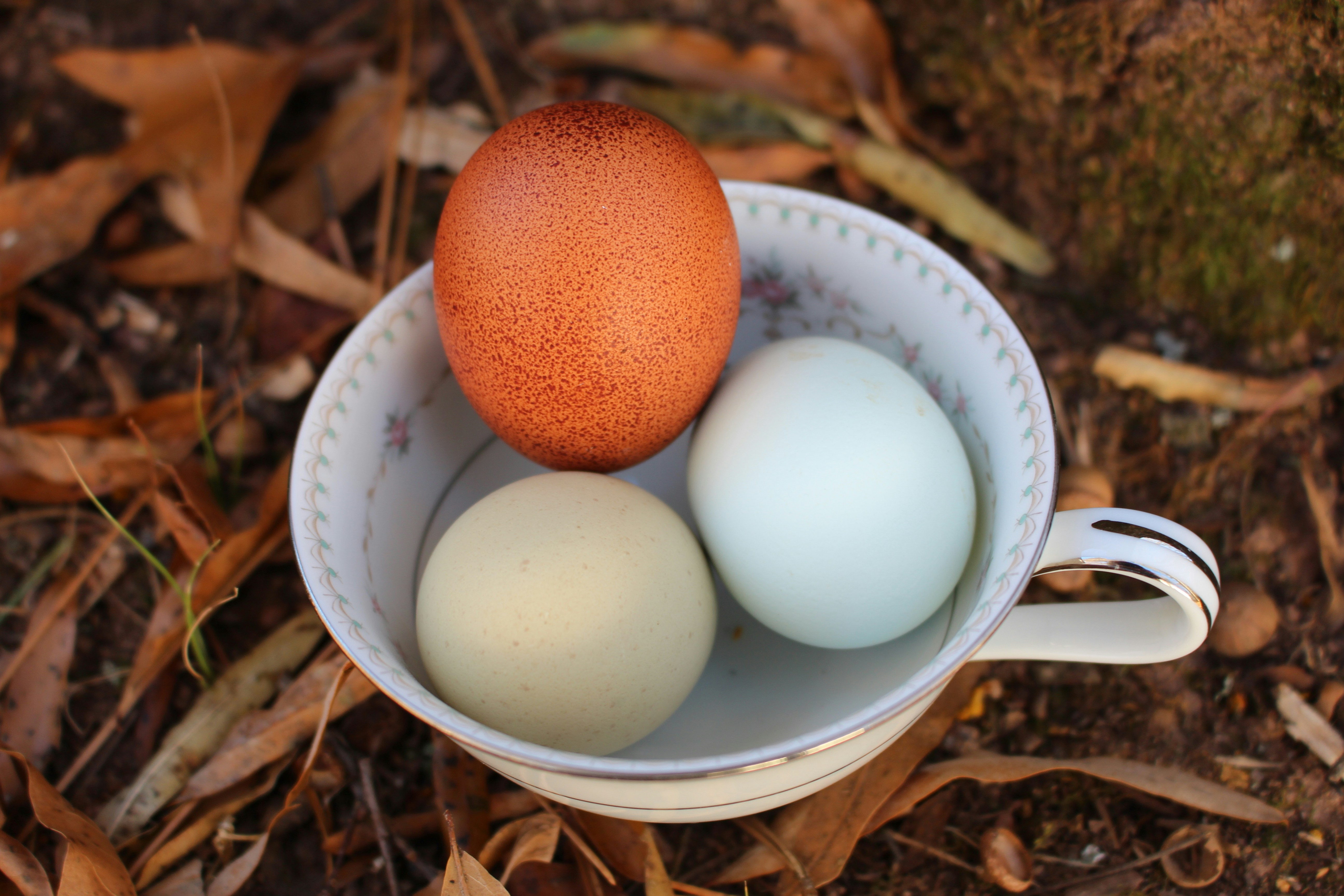 Three multicolored eggs nestled in a patterned teacup among fallen leaves.