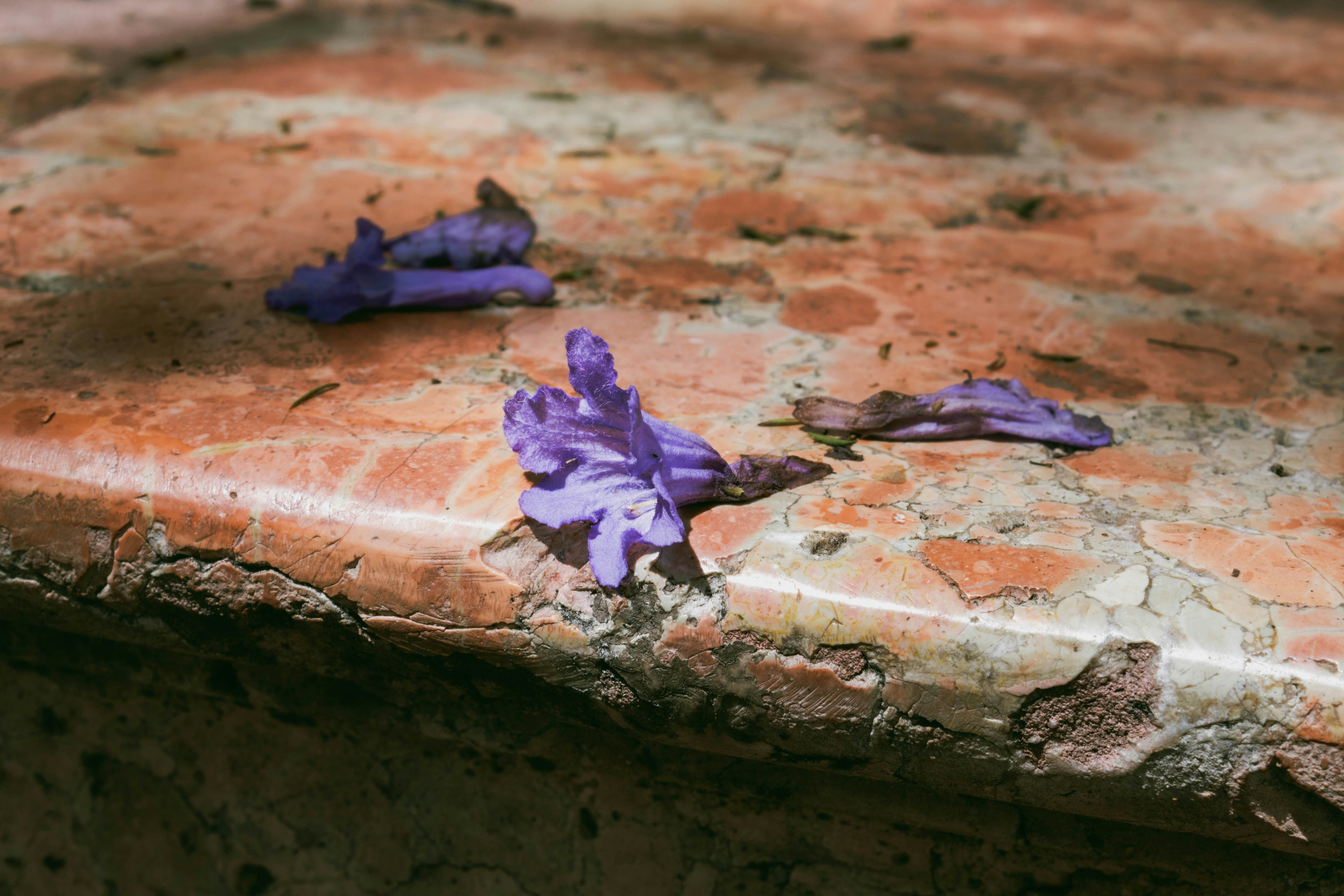 Violet Petals on a Weathered Terracotta Stair