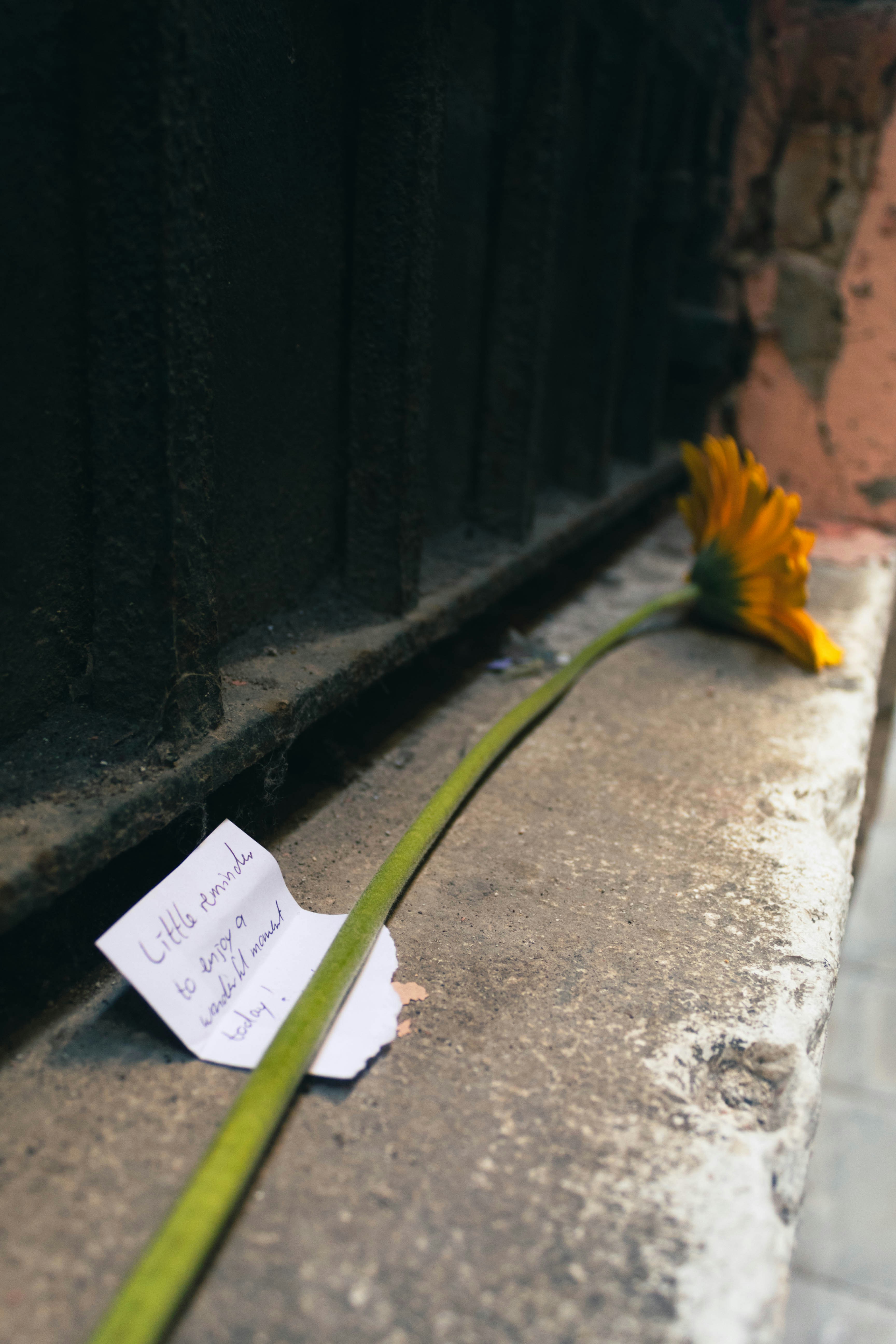 A note left on the ground next to a flower photo – Free Flower Image on ...