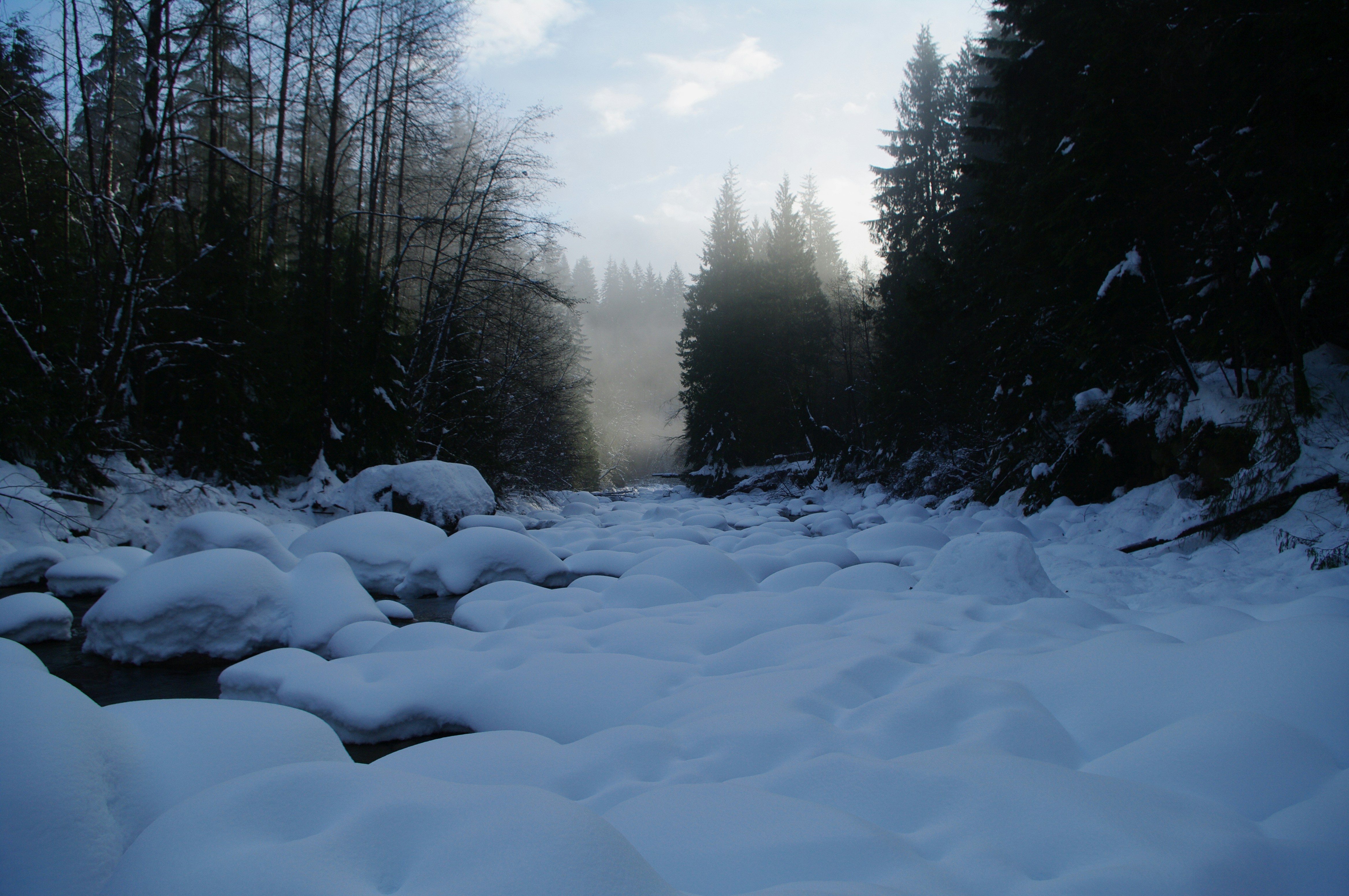 Snow-covered forest path lined with tall trees under a soft, cloudy sky.