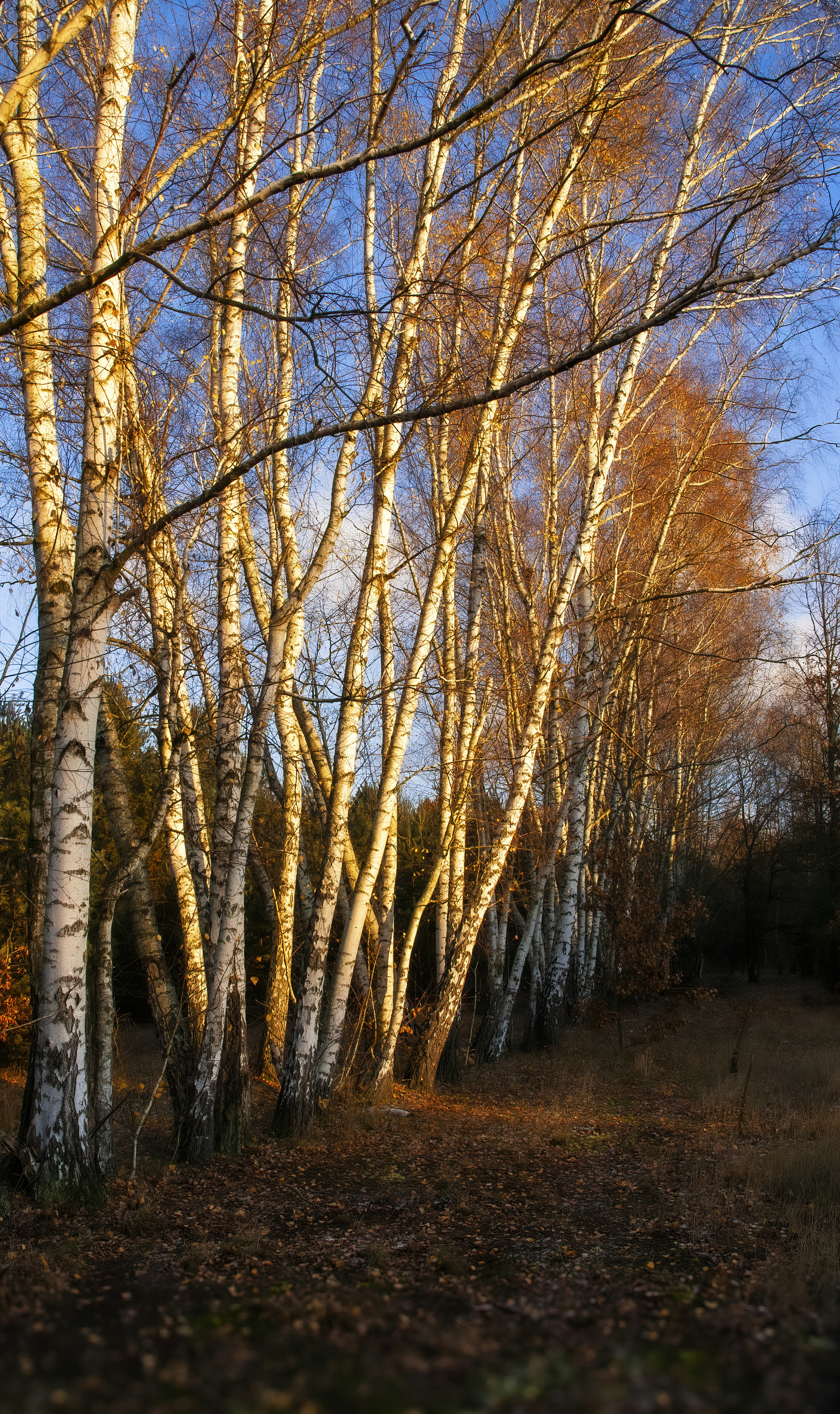 A forest filled with lots of tall white trees photo – Free Tree Image ...
