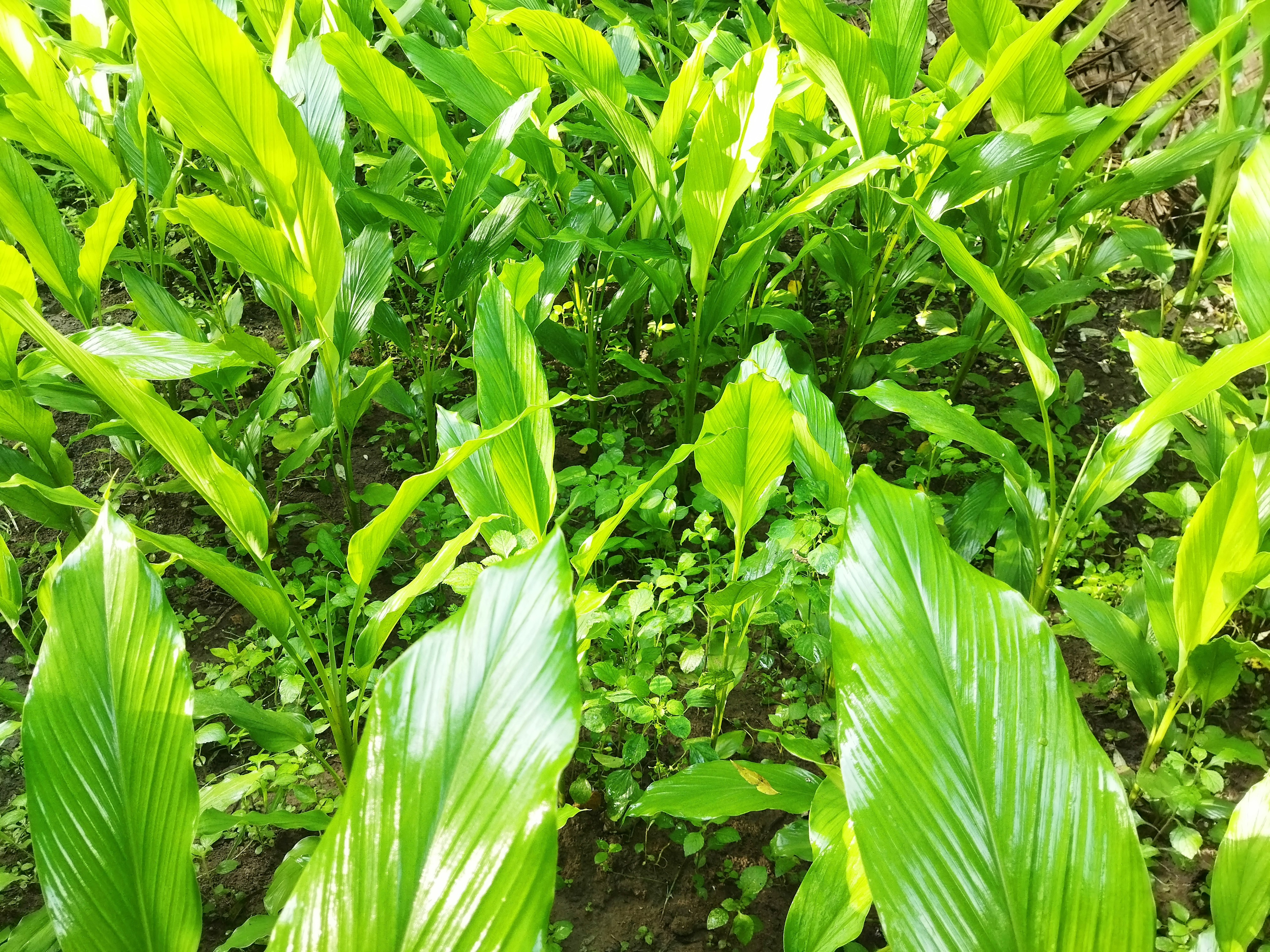 Sunlit rows of corn seedlings with broad, glossy green leaves rising from dark soil.
