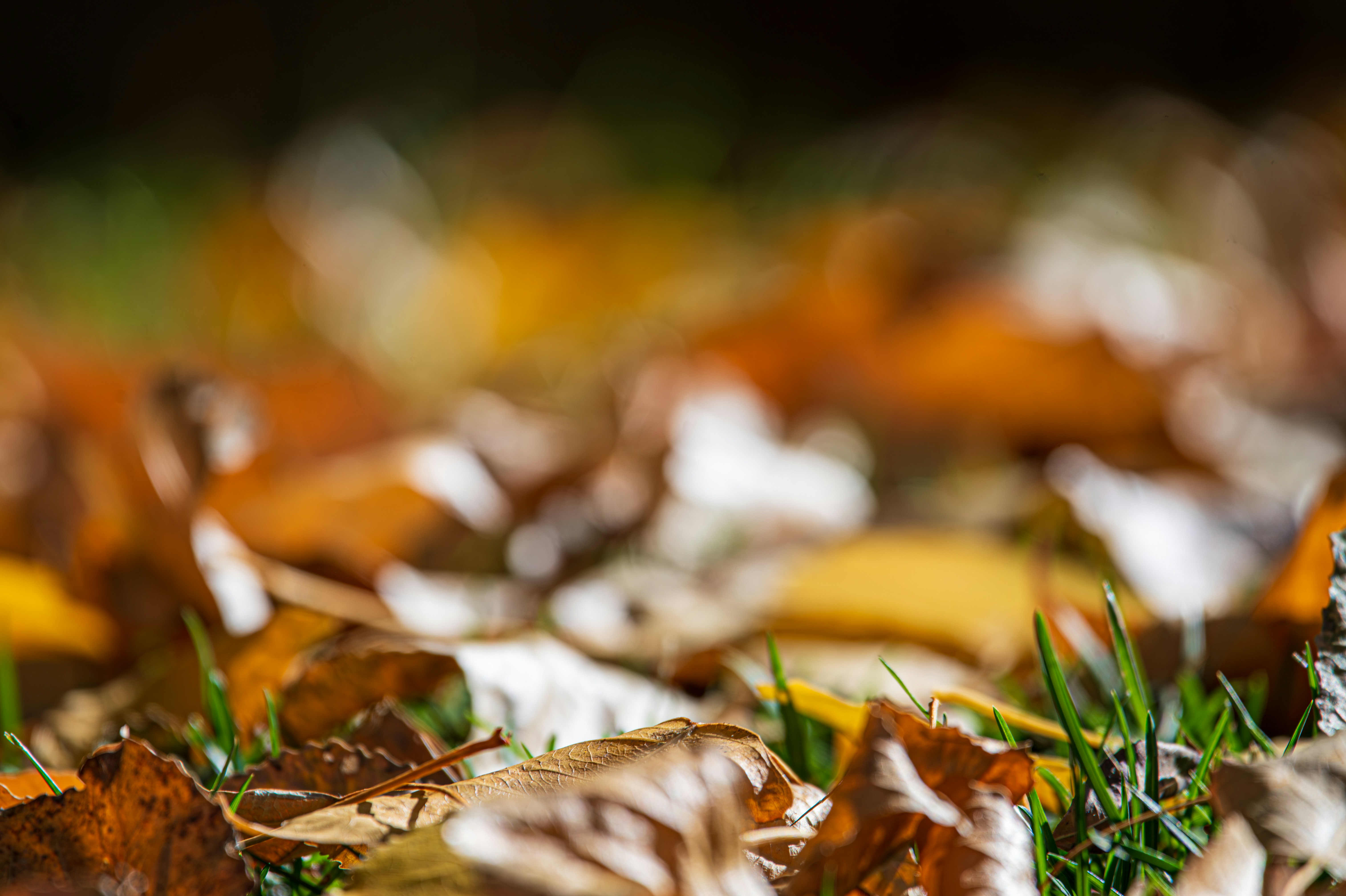 Ground-level Autumn: Leaves in Sharp Focus Amid Soft Grass Blur