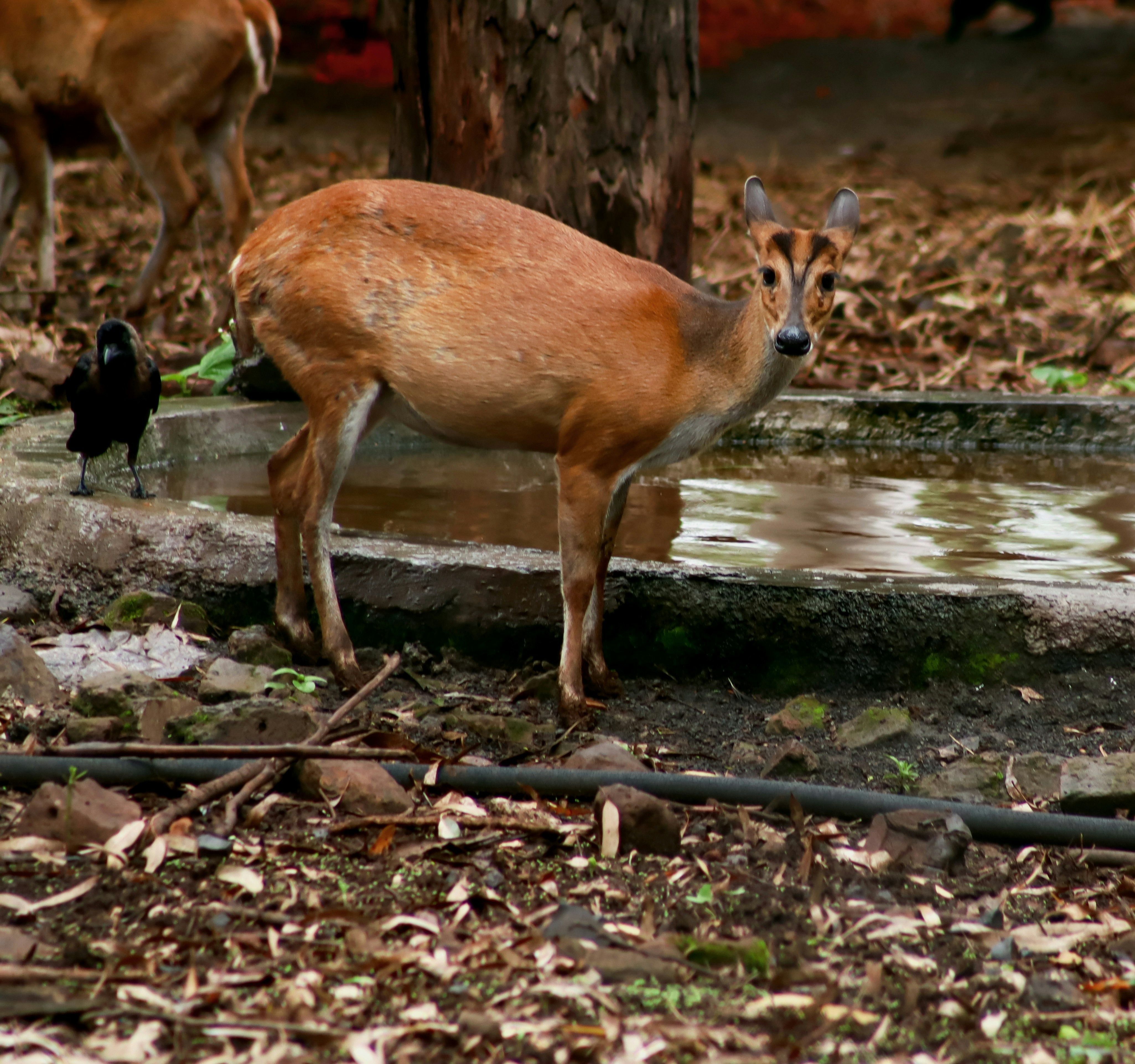 Dappled Standoff: Deer at the Forest Pool