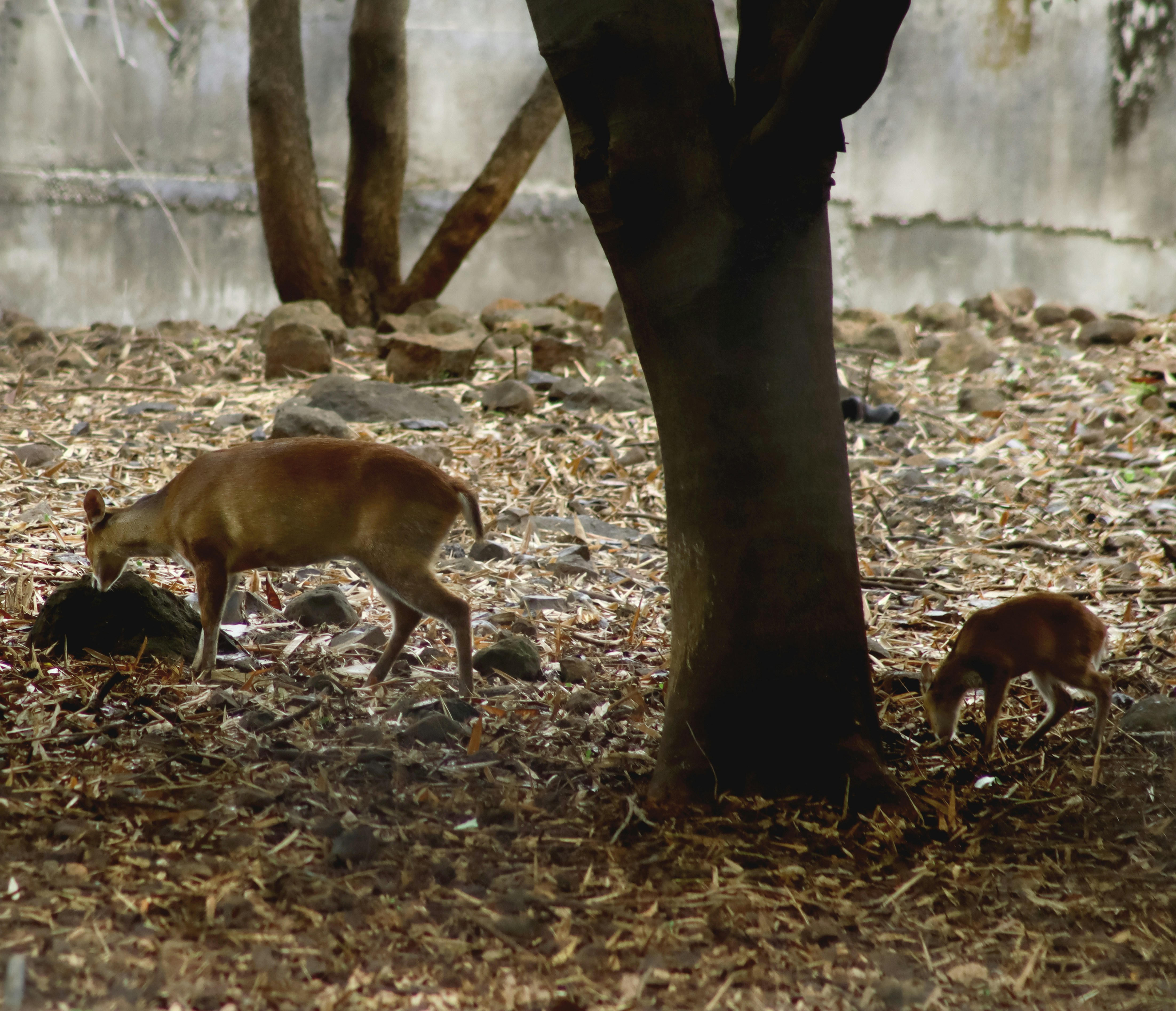a couple of animals that are standing in the dirt