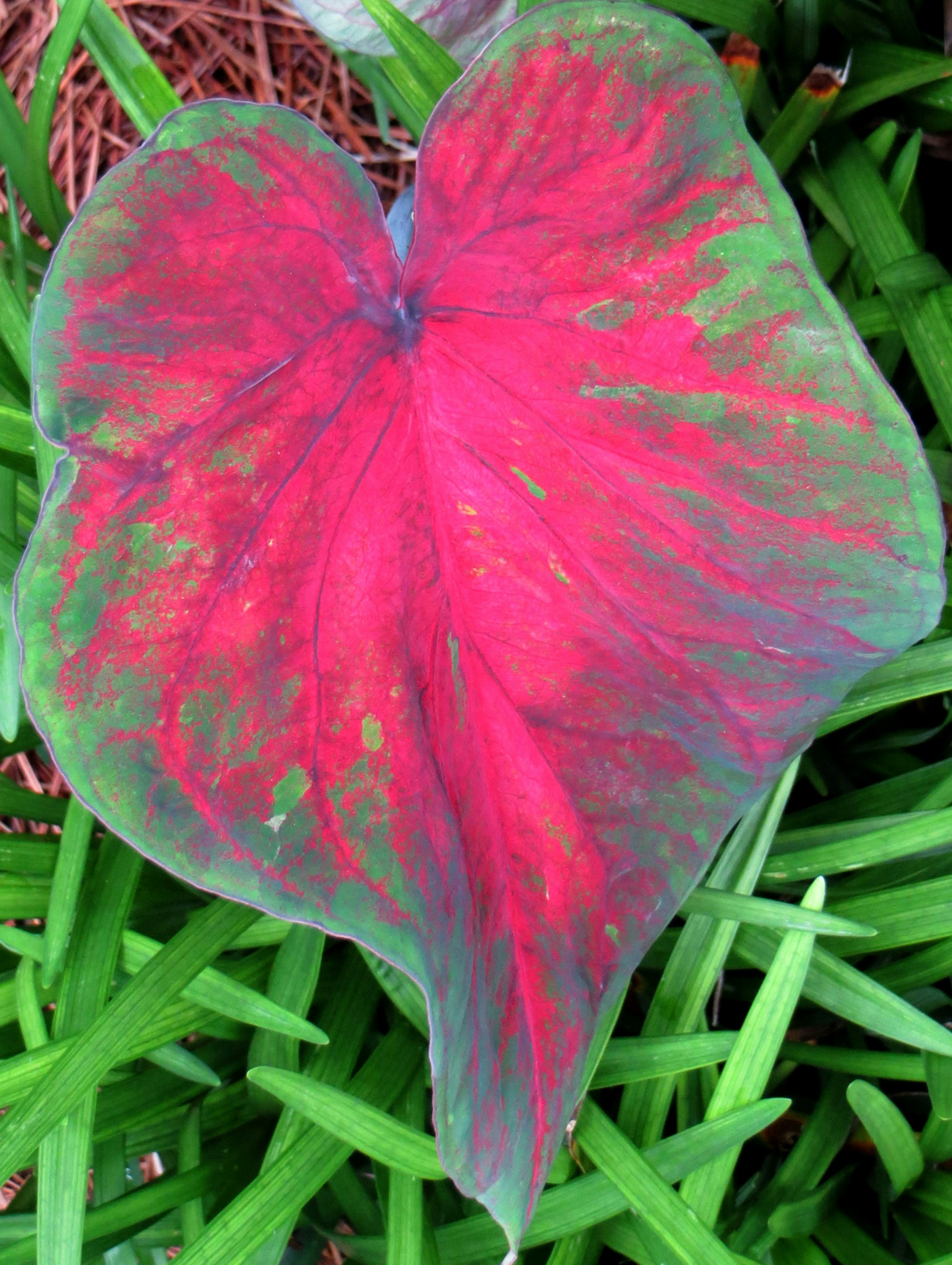 Photo by Lisa Yount with Canon PowerShot SX260 HS