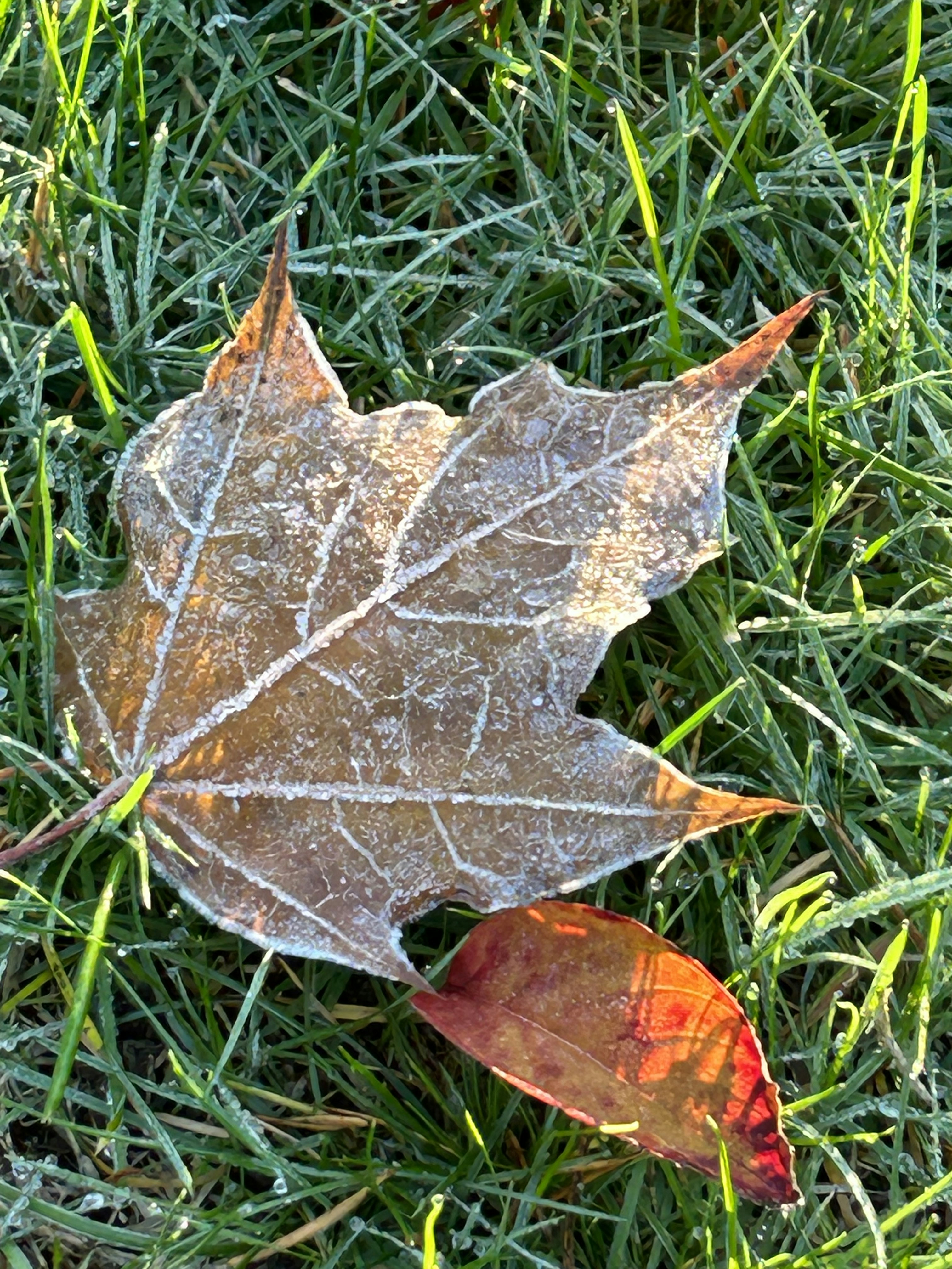 Frost-Traced Maple Leaf Resting in Dewy Grass