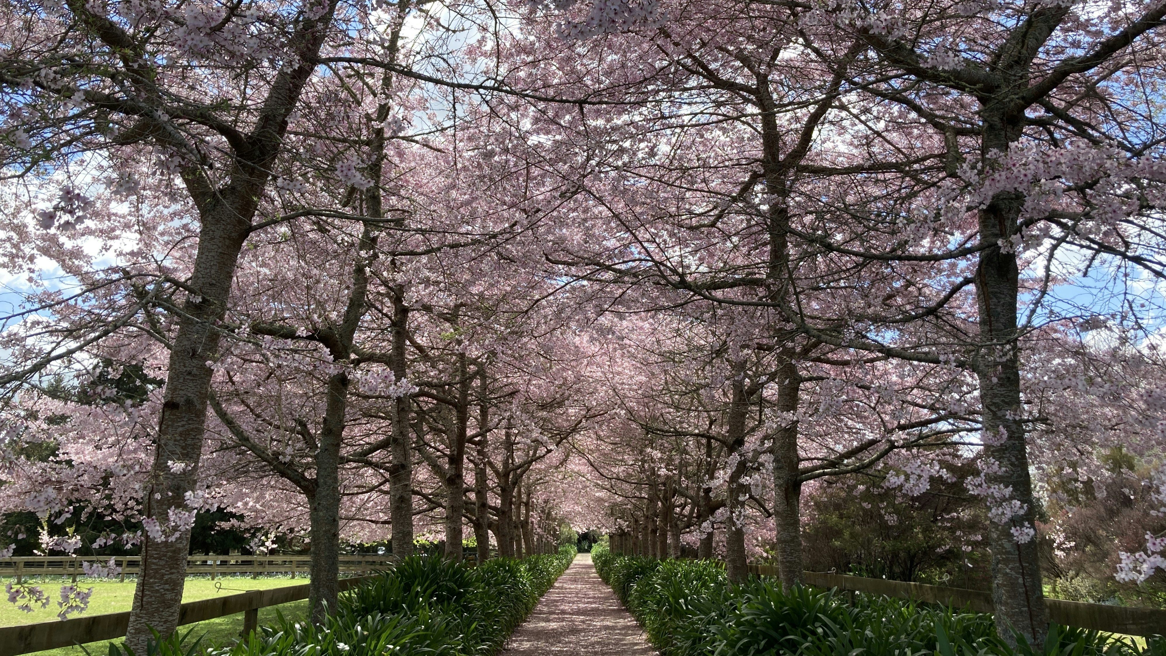 Vanishing Blush: A Symmetrical Cherry-Tree Avenue Toward Spring Light