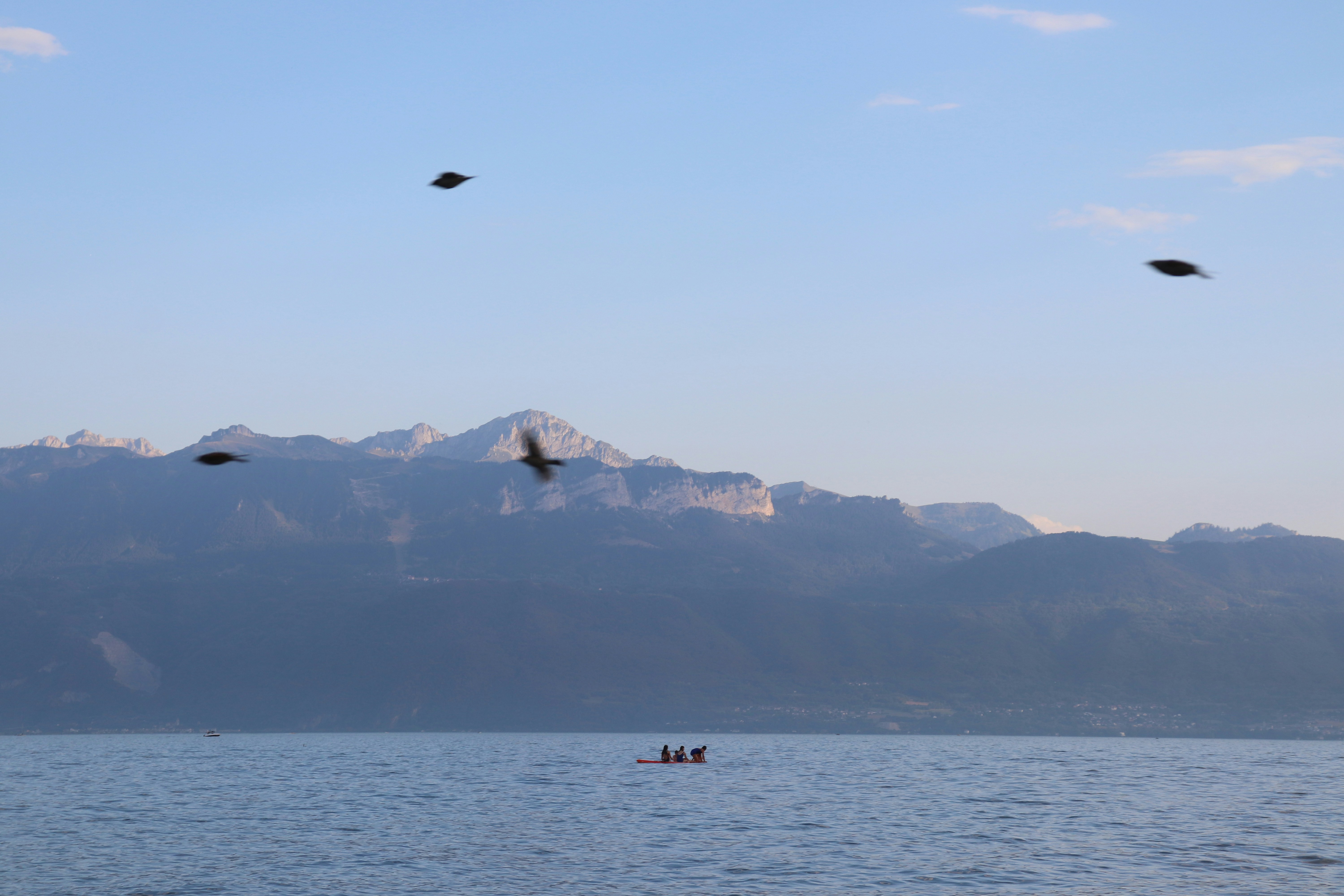 Birds flying over Lake Geneva