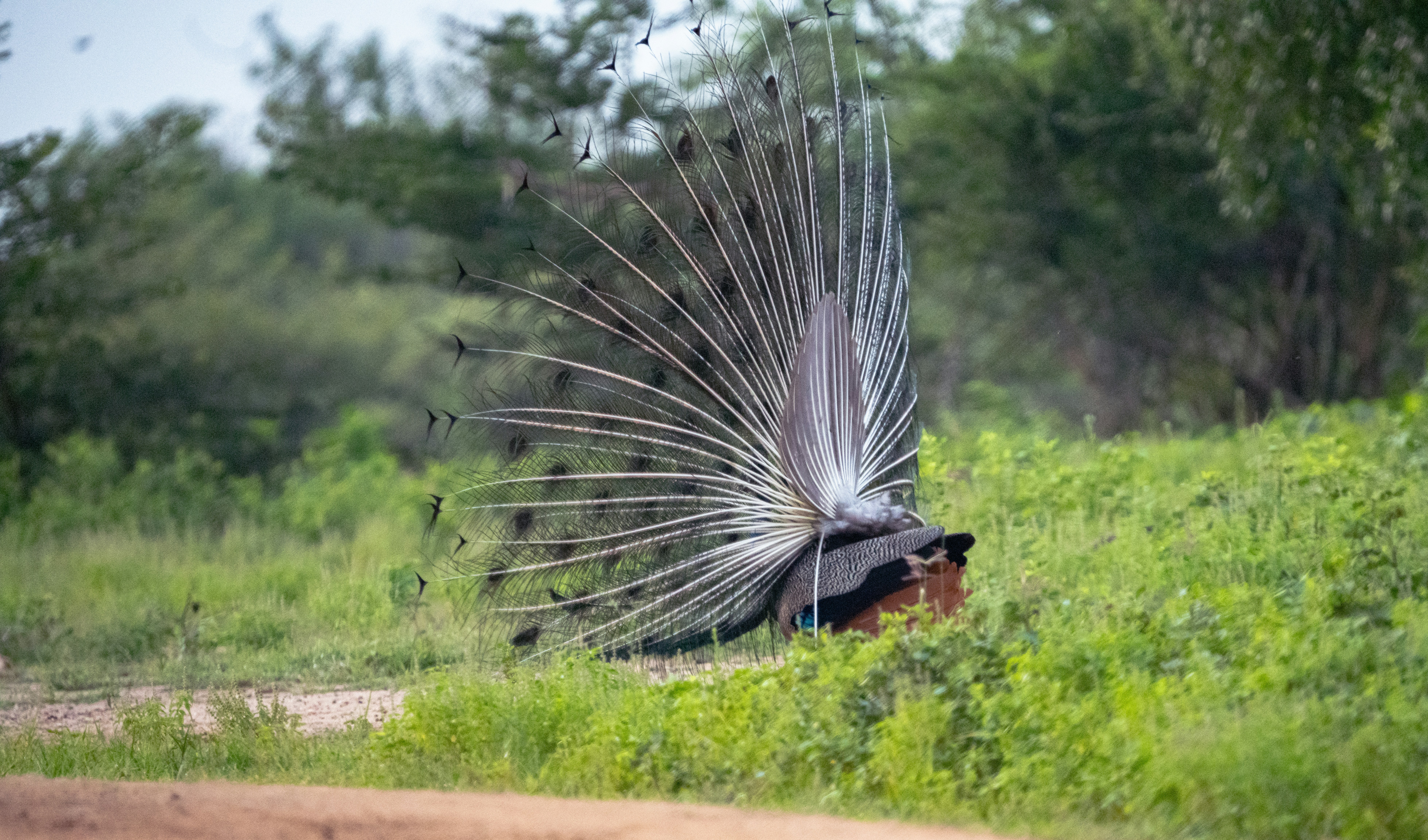 Sunlit Fan: Peacock Unfurls Iridescent Tail Across a Green Clearing