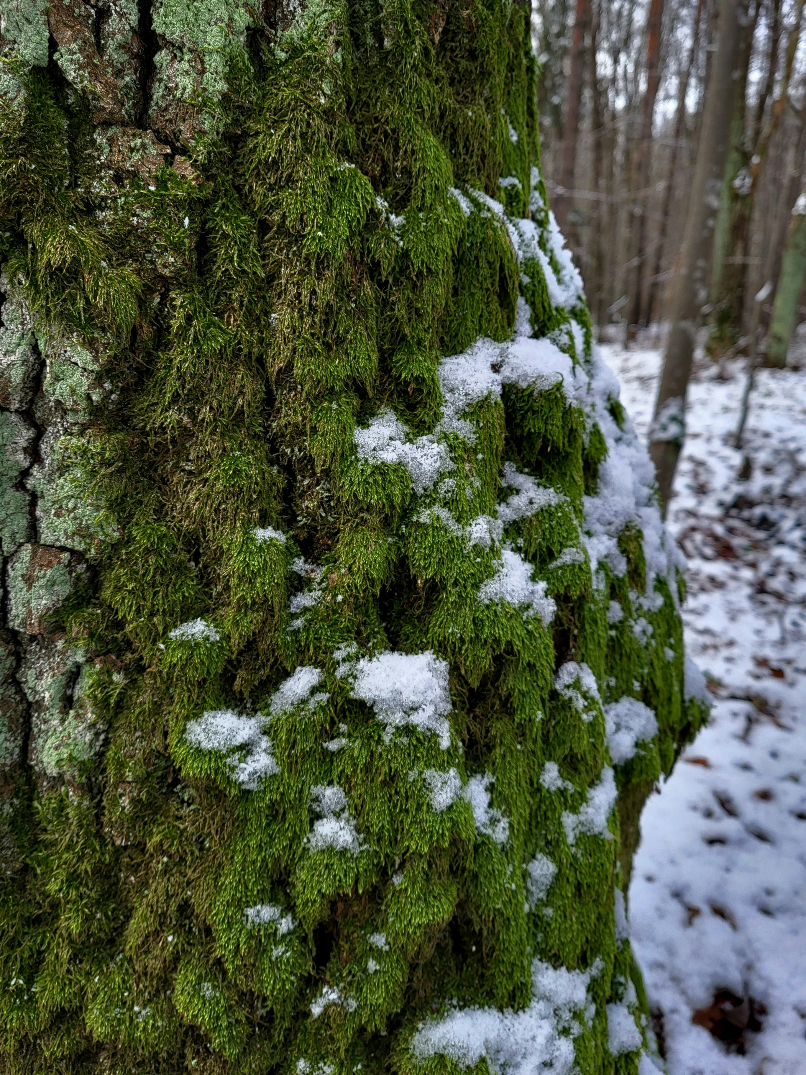Verdant Moss on Snow-Kissed Bark: Winter Quiet Macro