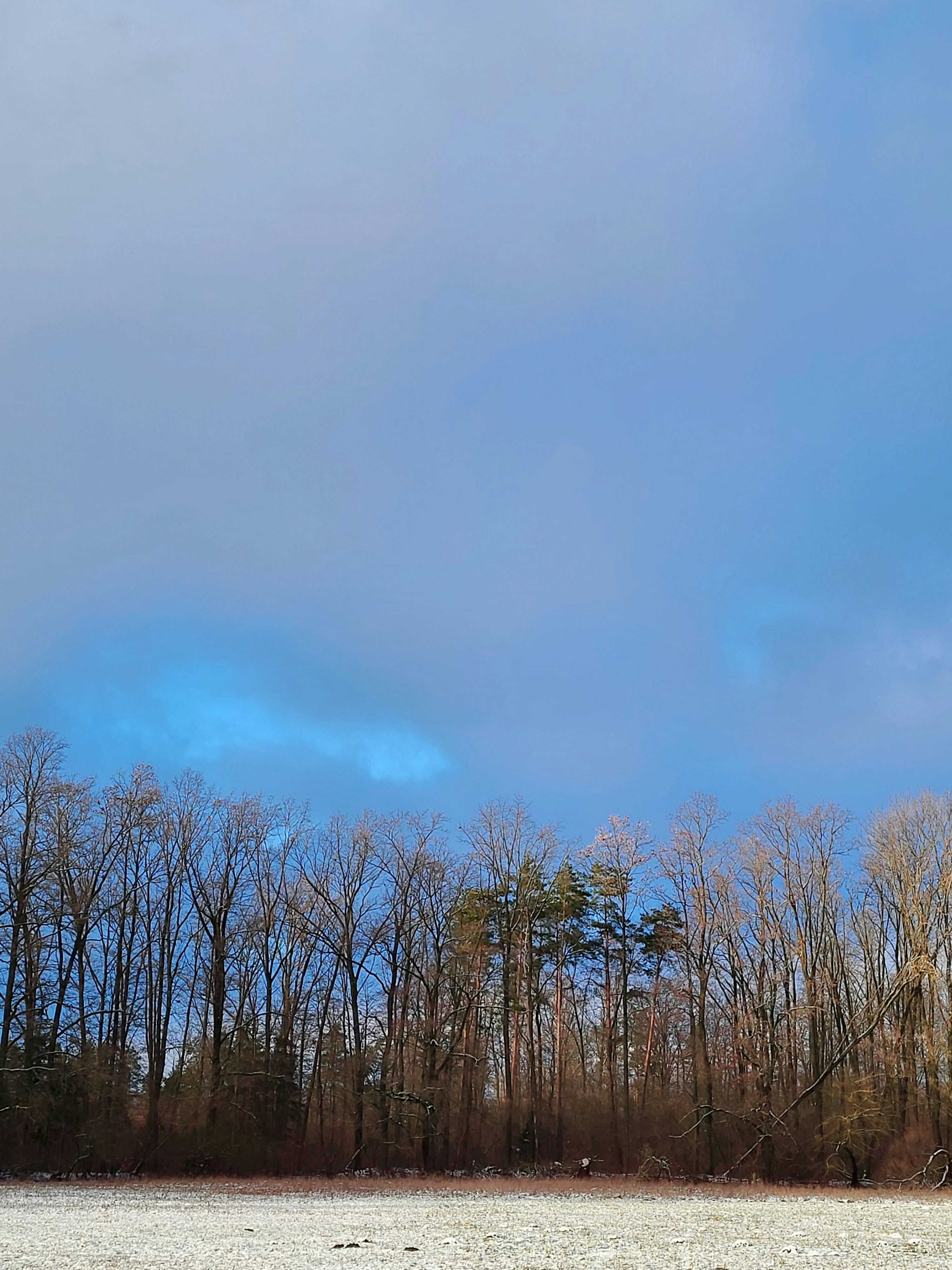 Snow-dusted field meets a bare treeline beneath a broad blue sky. A tranquil winter landscape captured from the edge of the field.