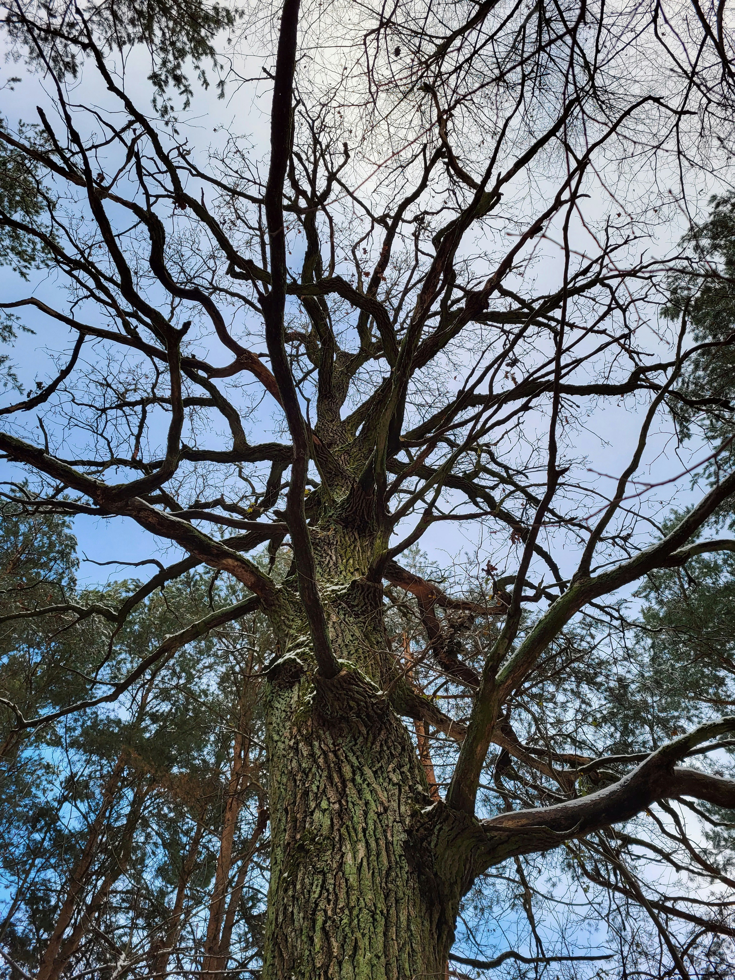 Foto Un árbol grande sin hojas – Imagen Árbol gratis en Unsplash
