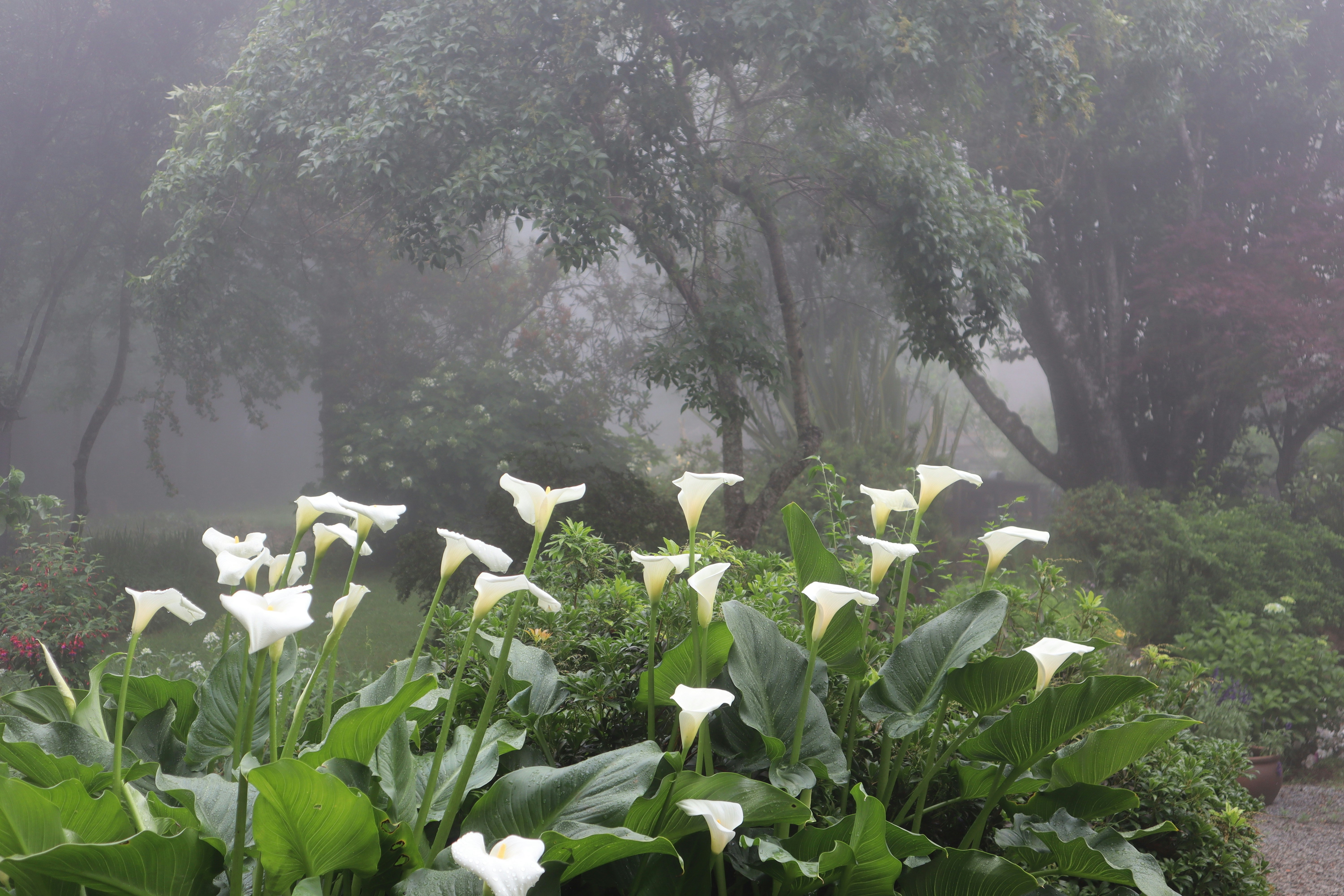 Arum lily in the fog. Garden. Hogsback