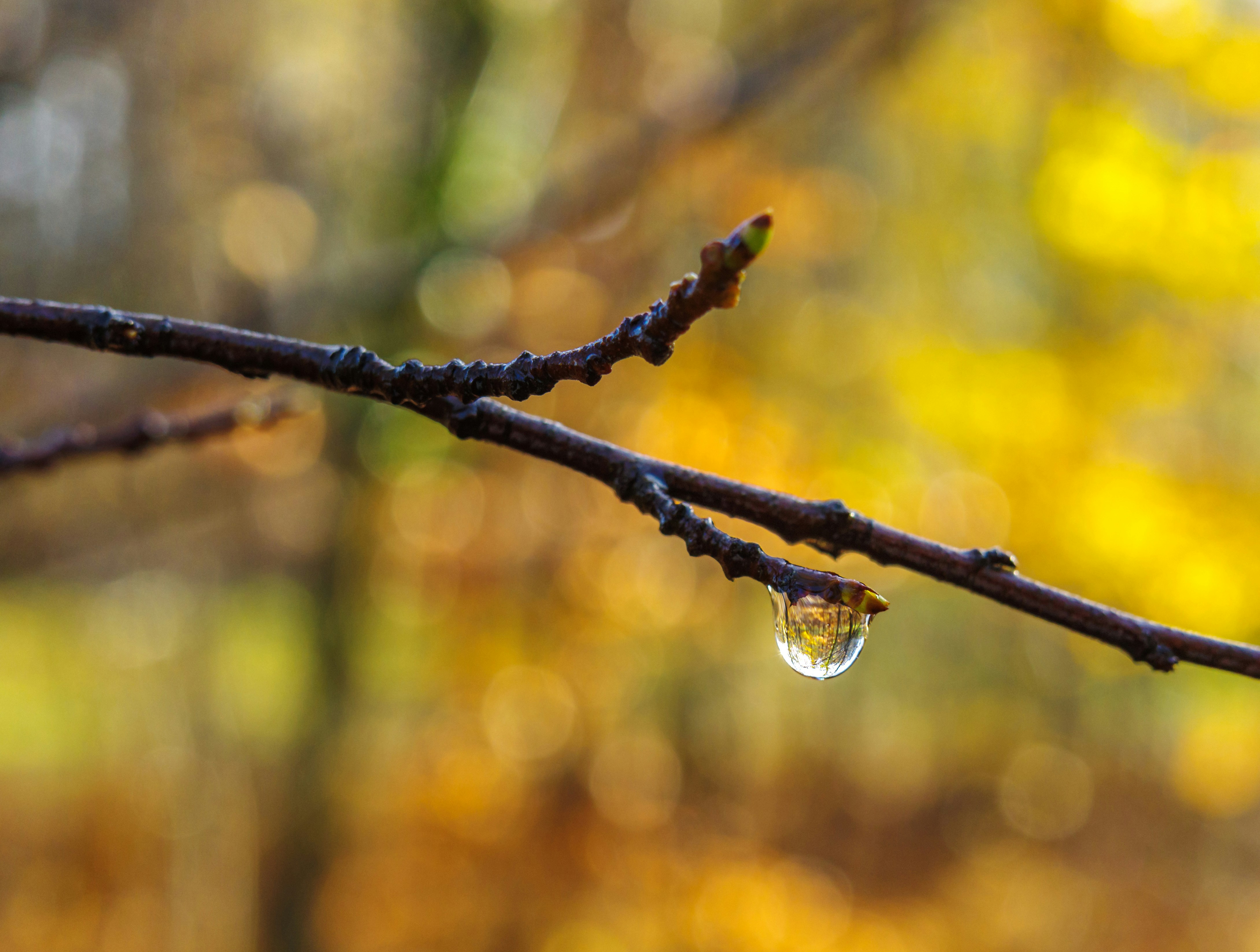 A drop of water hanging from a tree branch photo – Free Germany Image ...