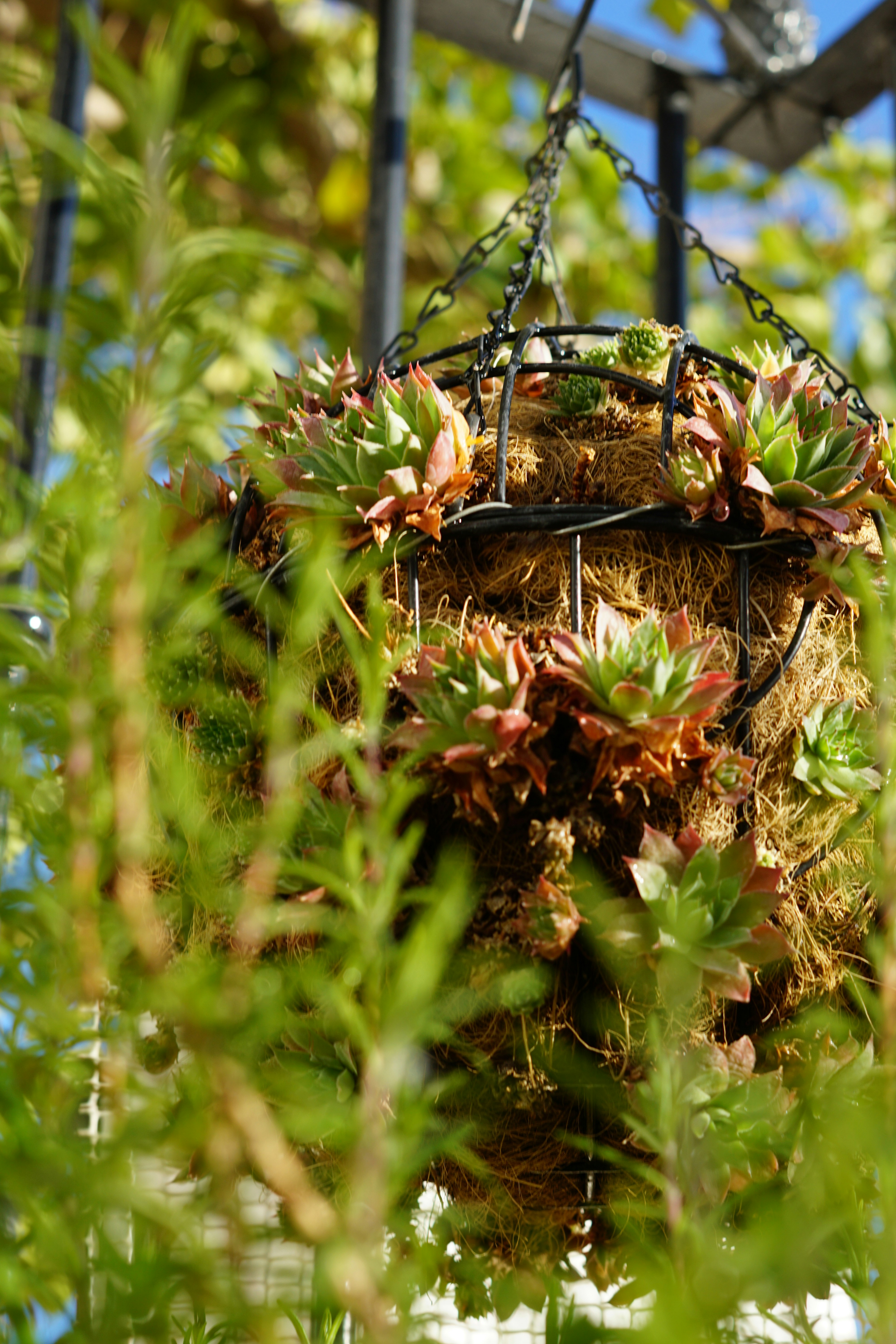 Lush succulents arranged in a hanging planter, surrounded by vibrant greenery under bright sunlight.