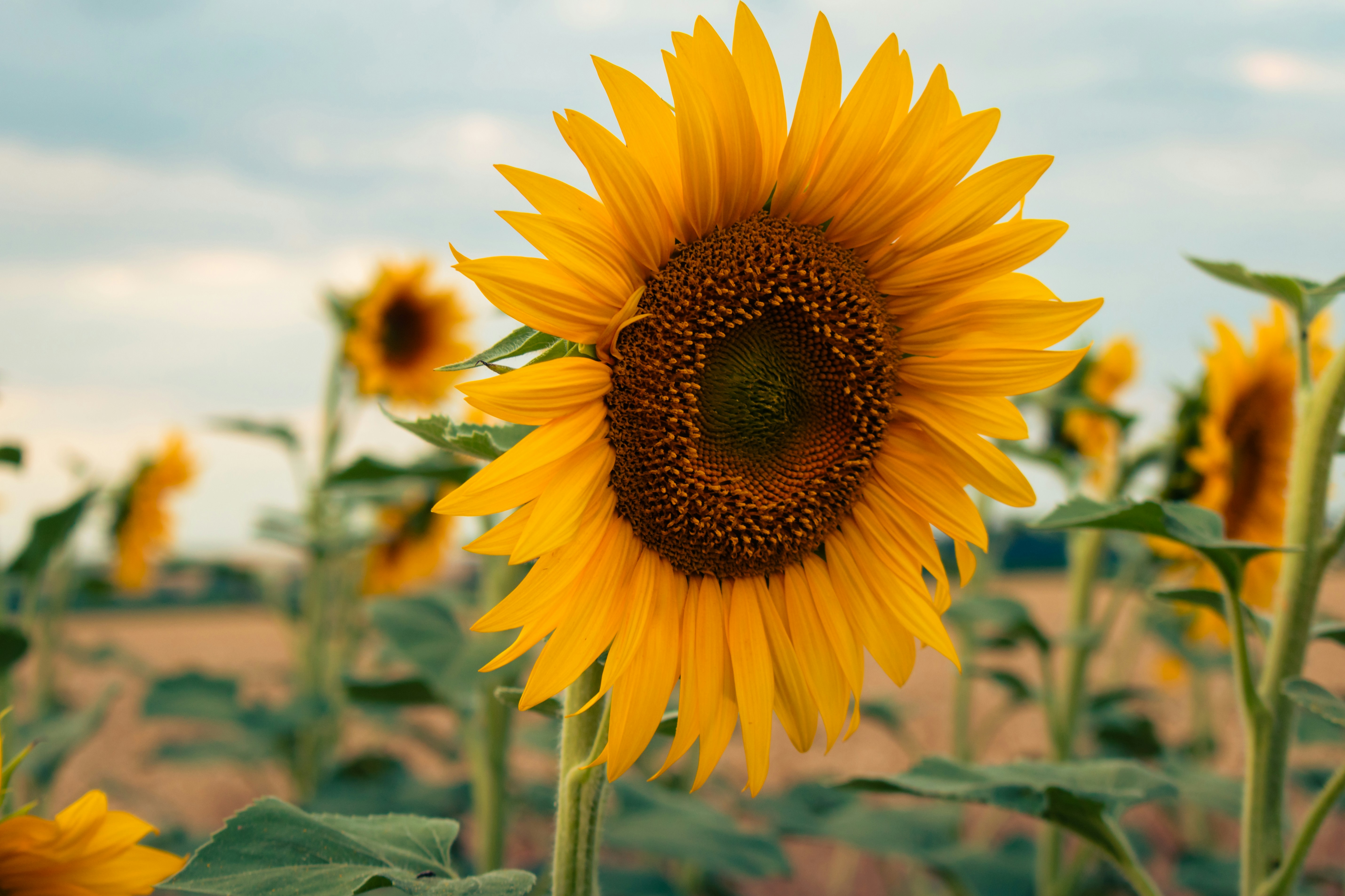 A large sunflower in a field of sunflowers photo – Free Sunflower Image ...