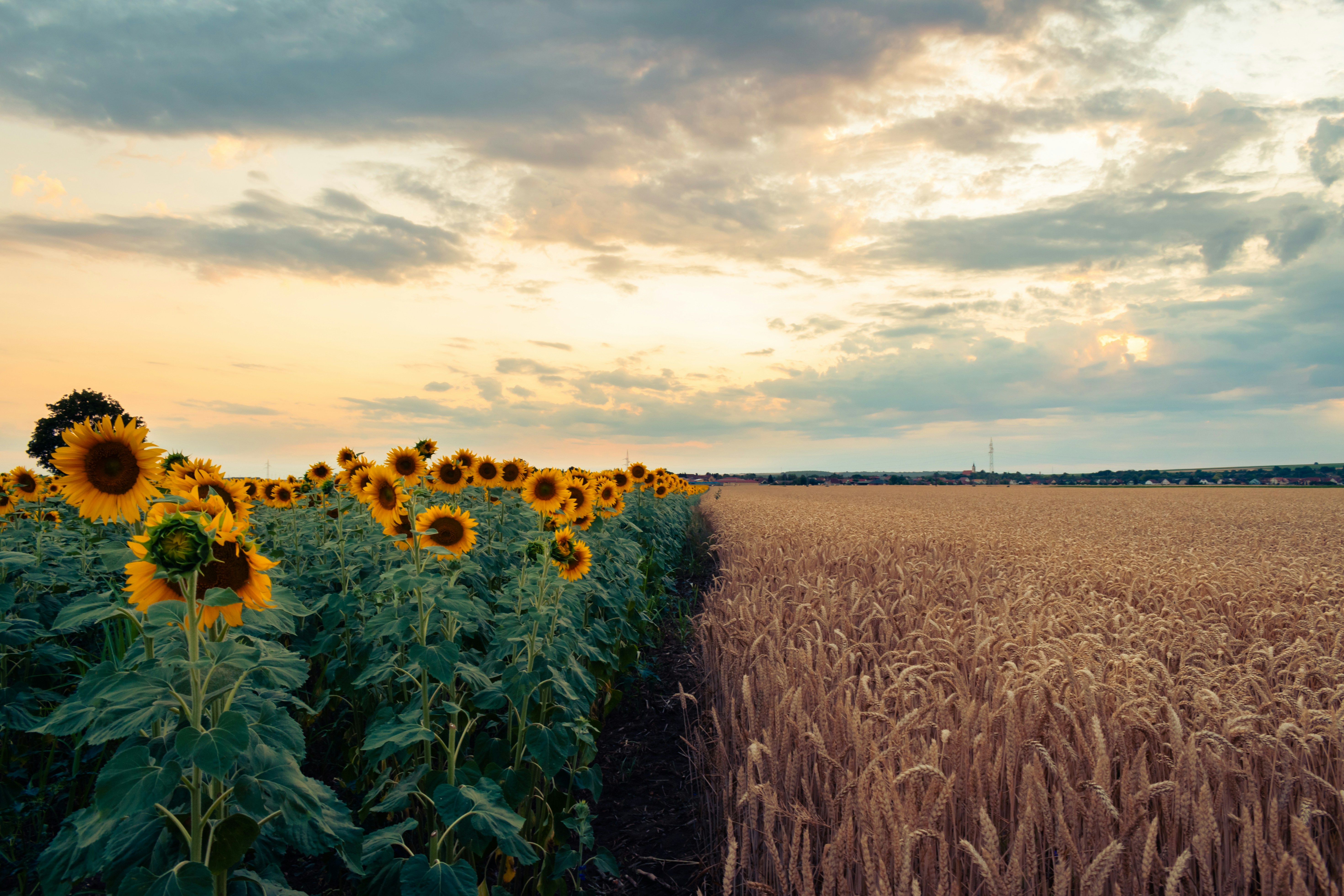 Sunflower Border at Dusk: A Split Field Under a Wide Sky