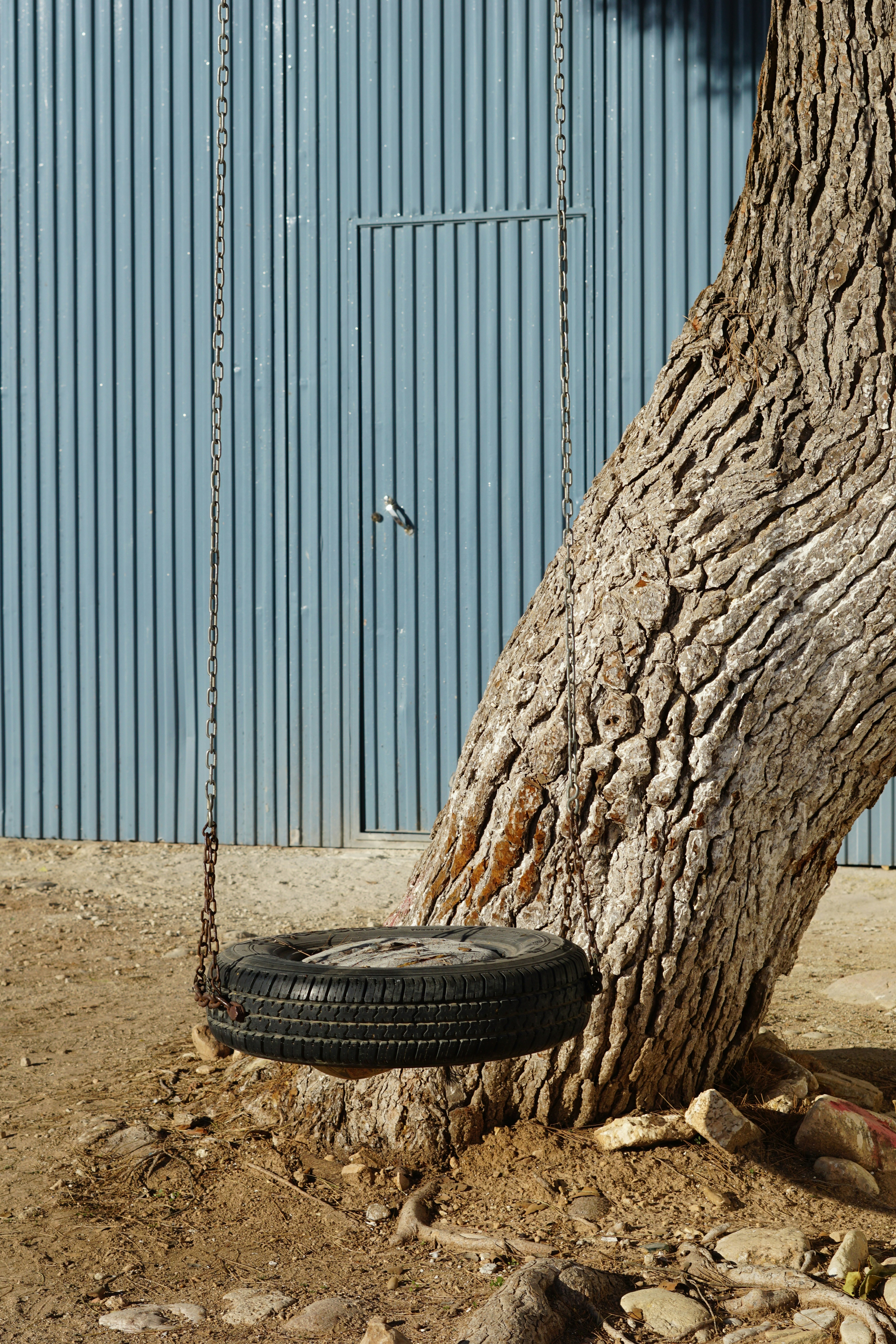Tire Swing Between Bark and Steel: A Quiet Corner of Rust and Blue