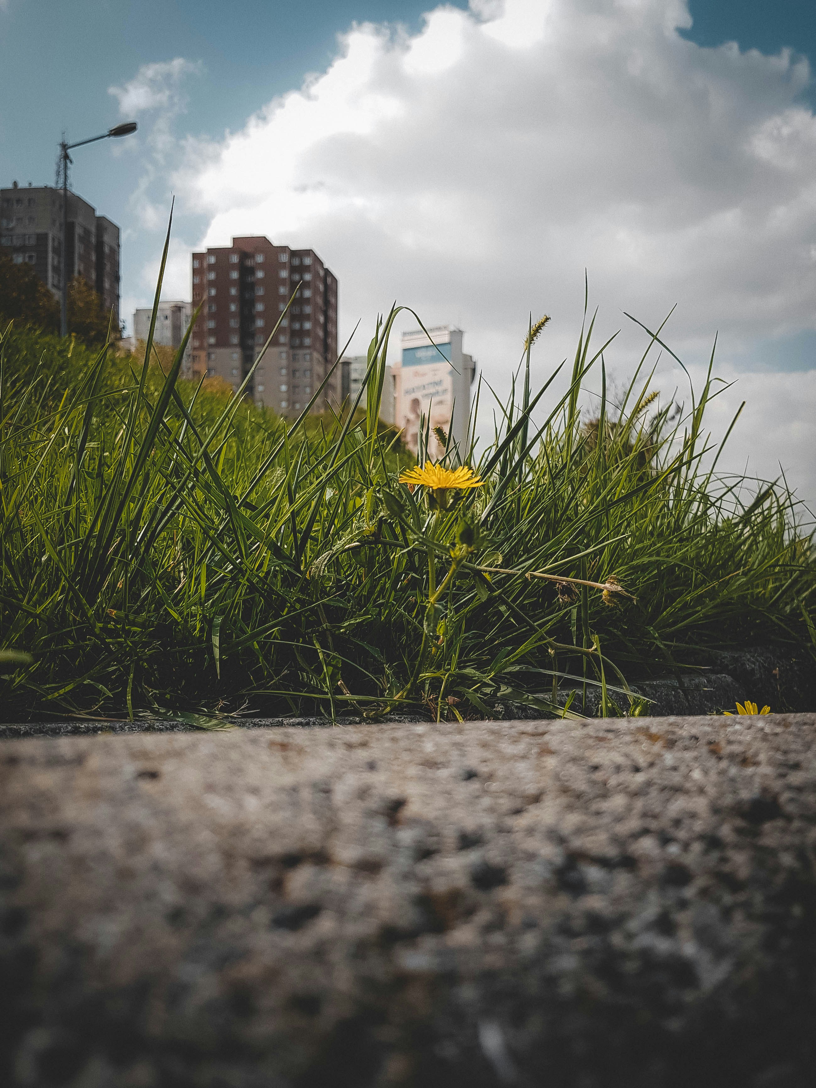 Lone Dandelion at the City’s Edge: Grass Foreground, Skyscraper Backdrop
