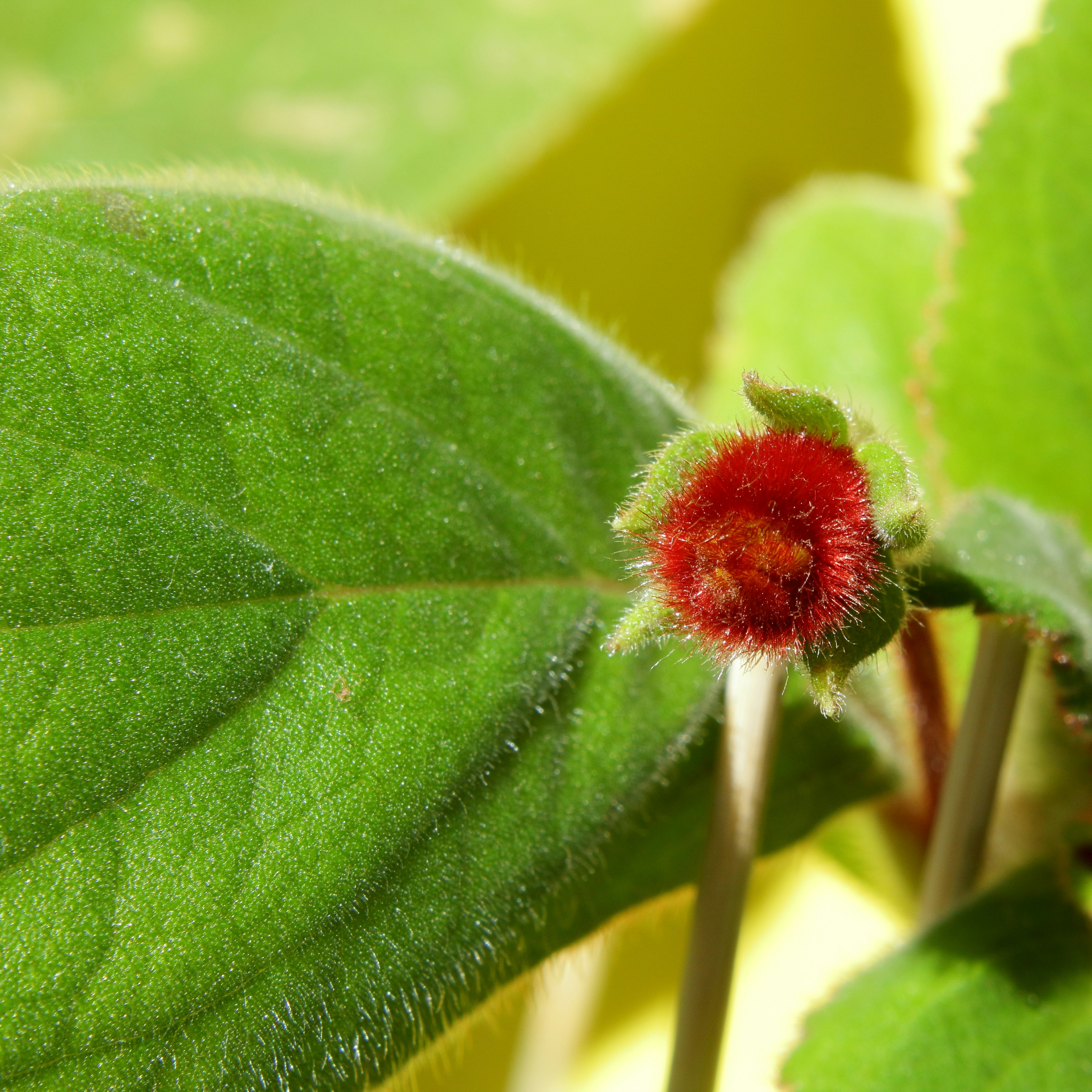 Red Fur Bloom Emerges from Velvet Leaf