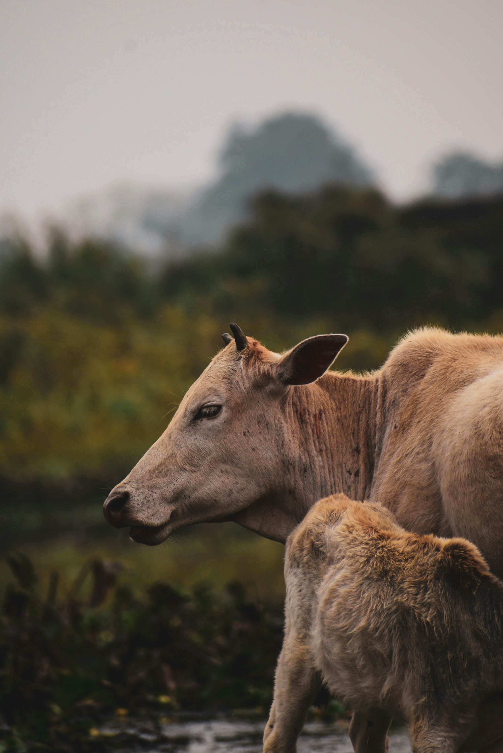 Dusk Profile: A Grazing Cow by the Quiet Riverbank