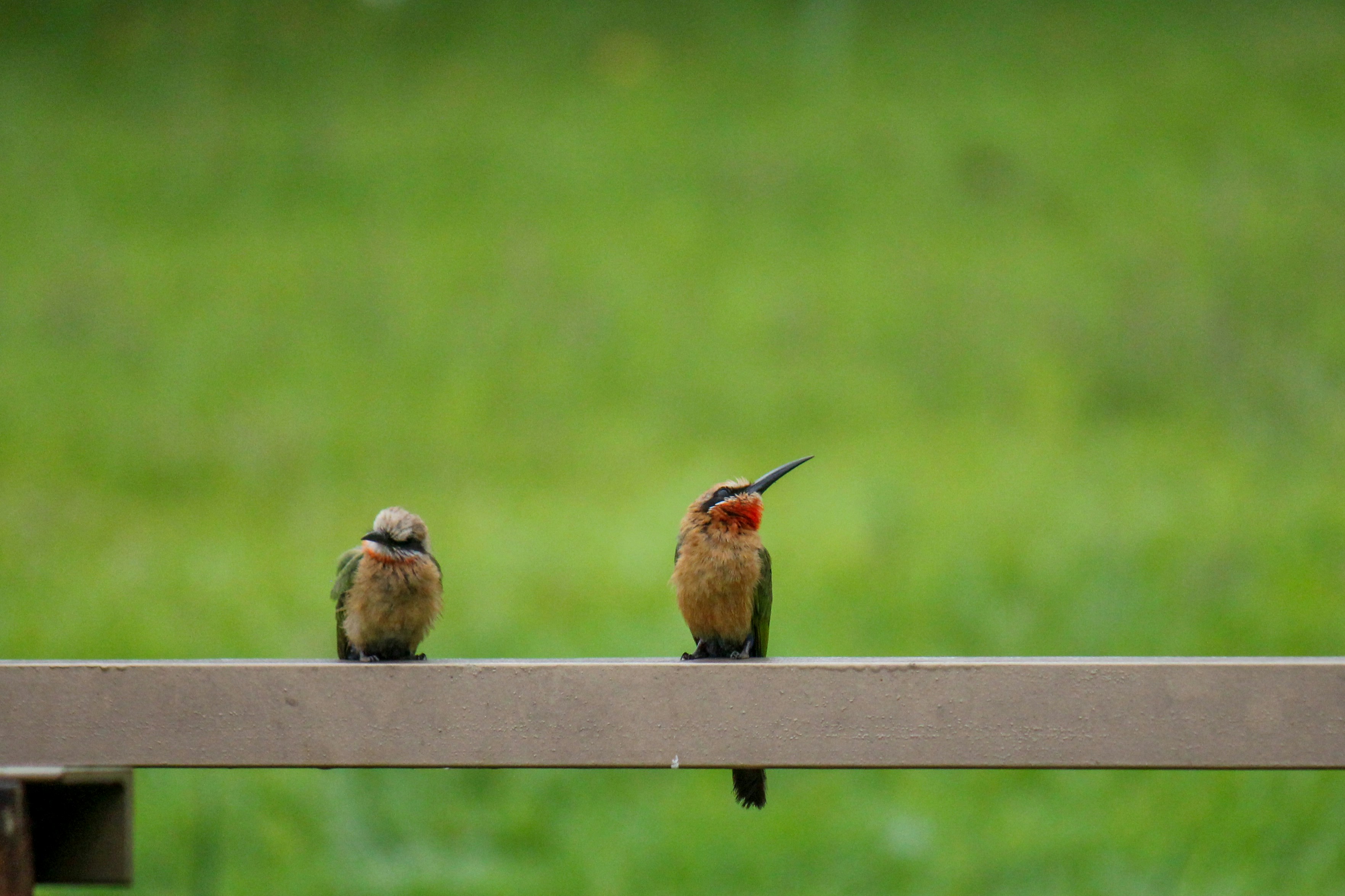 Two Small Birds on a Weathered Rail Against a Verdant Backdrop
