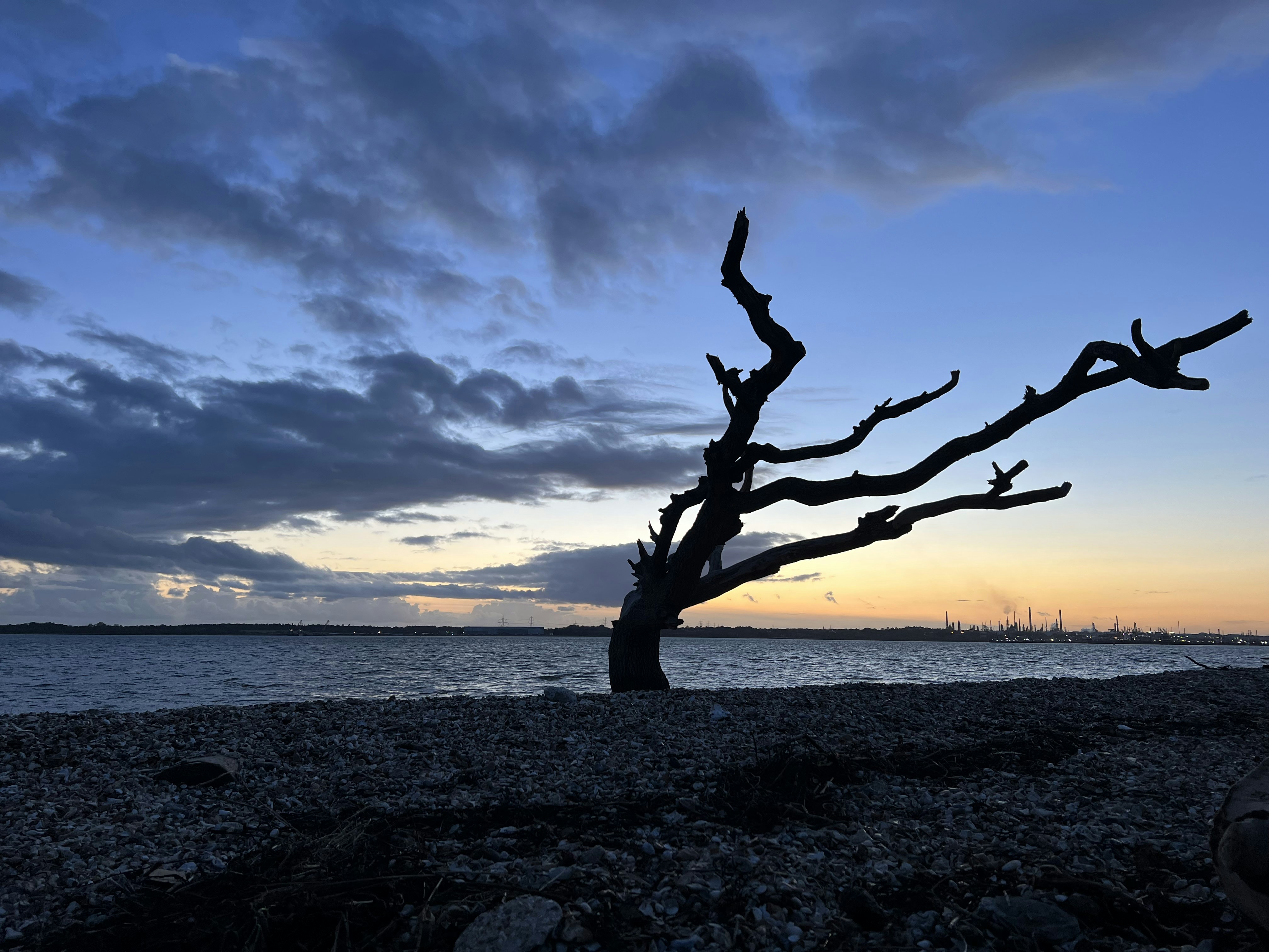 Gnarled Sentinel at Dusk by Pebble Beach