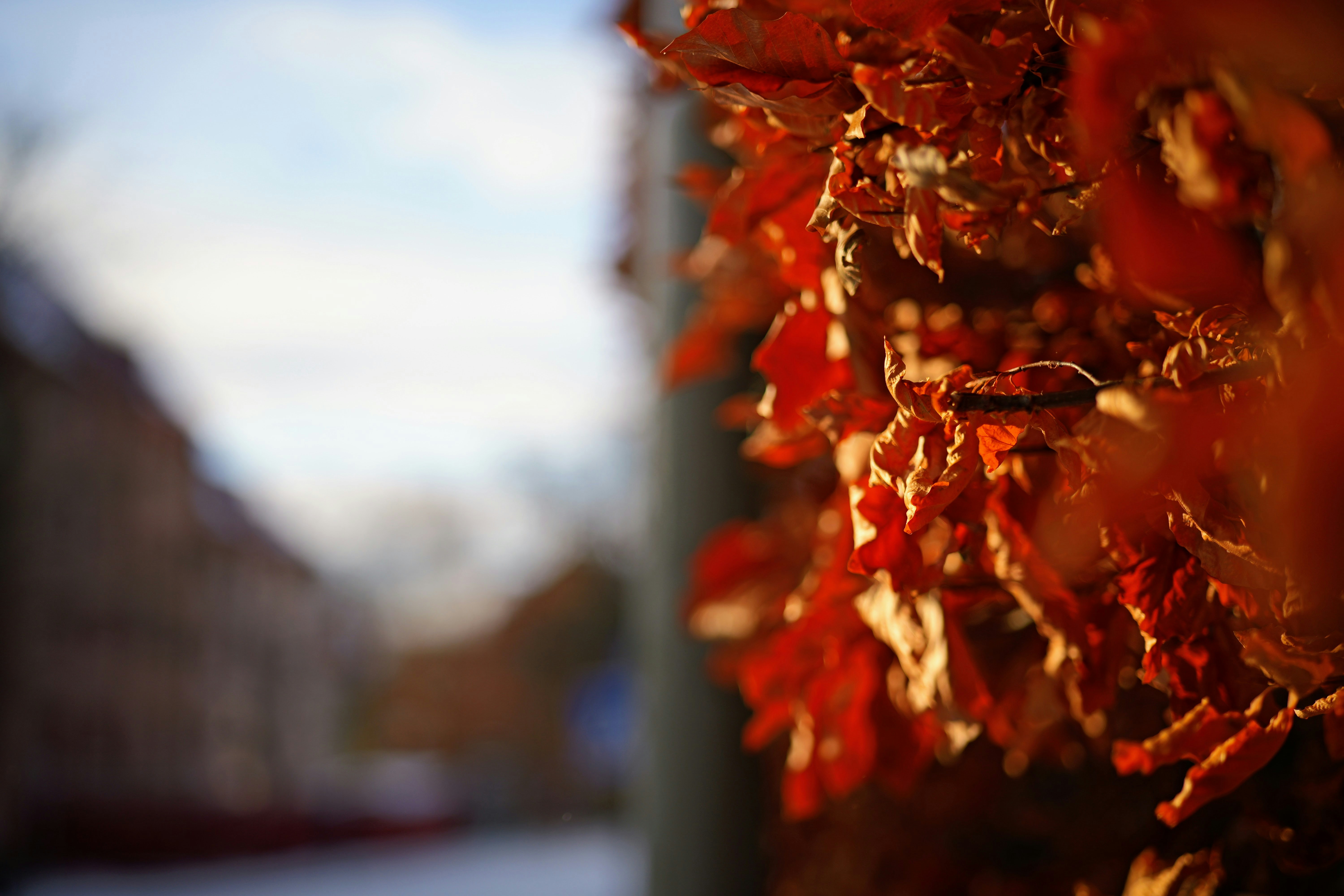 Crimson Fringe: Close-Up of Autumn Leaves Framing a Quiet Urban Scene