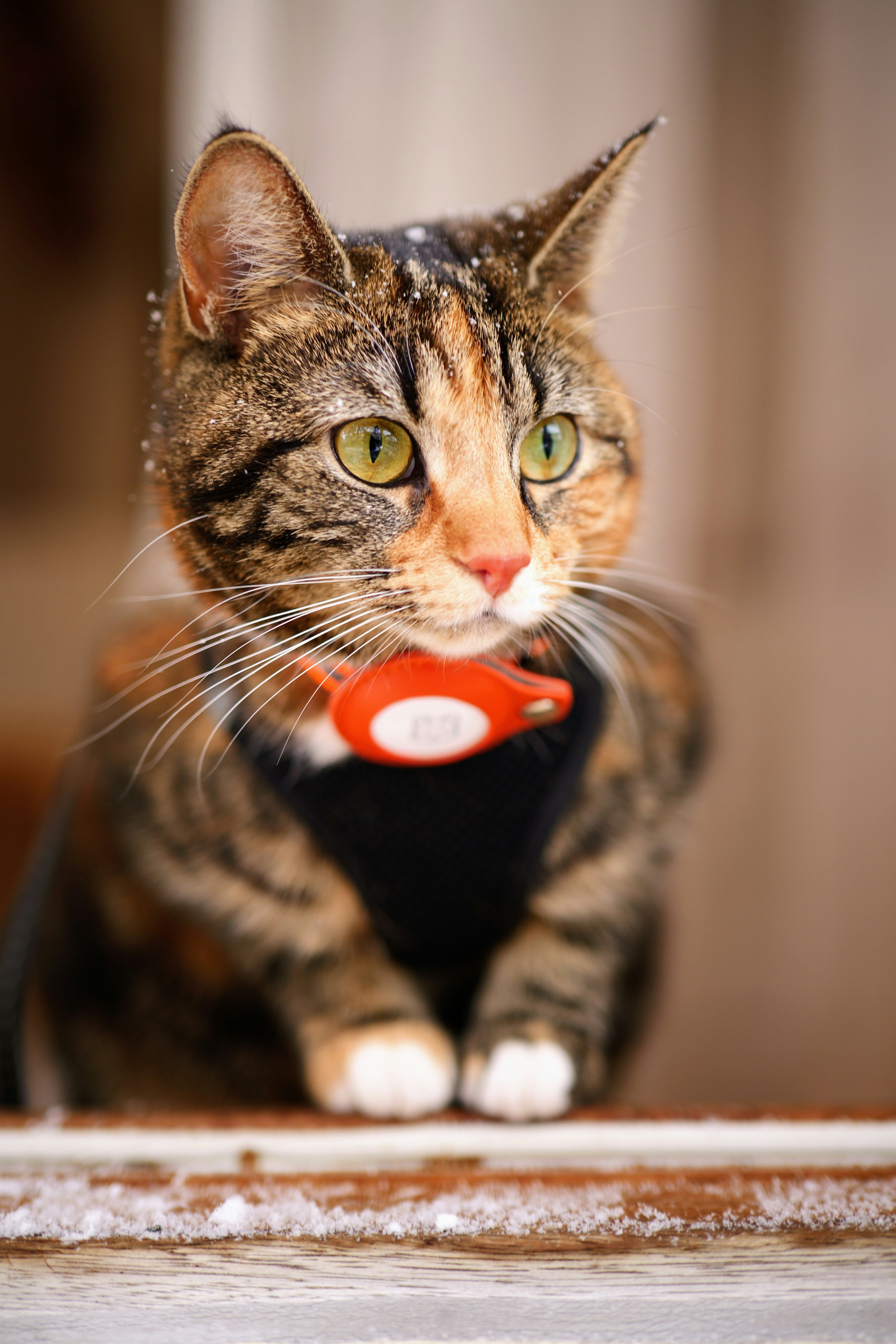 Curious Gaze: A Calico Cat in Soft Focus