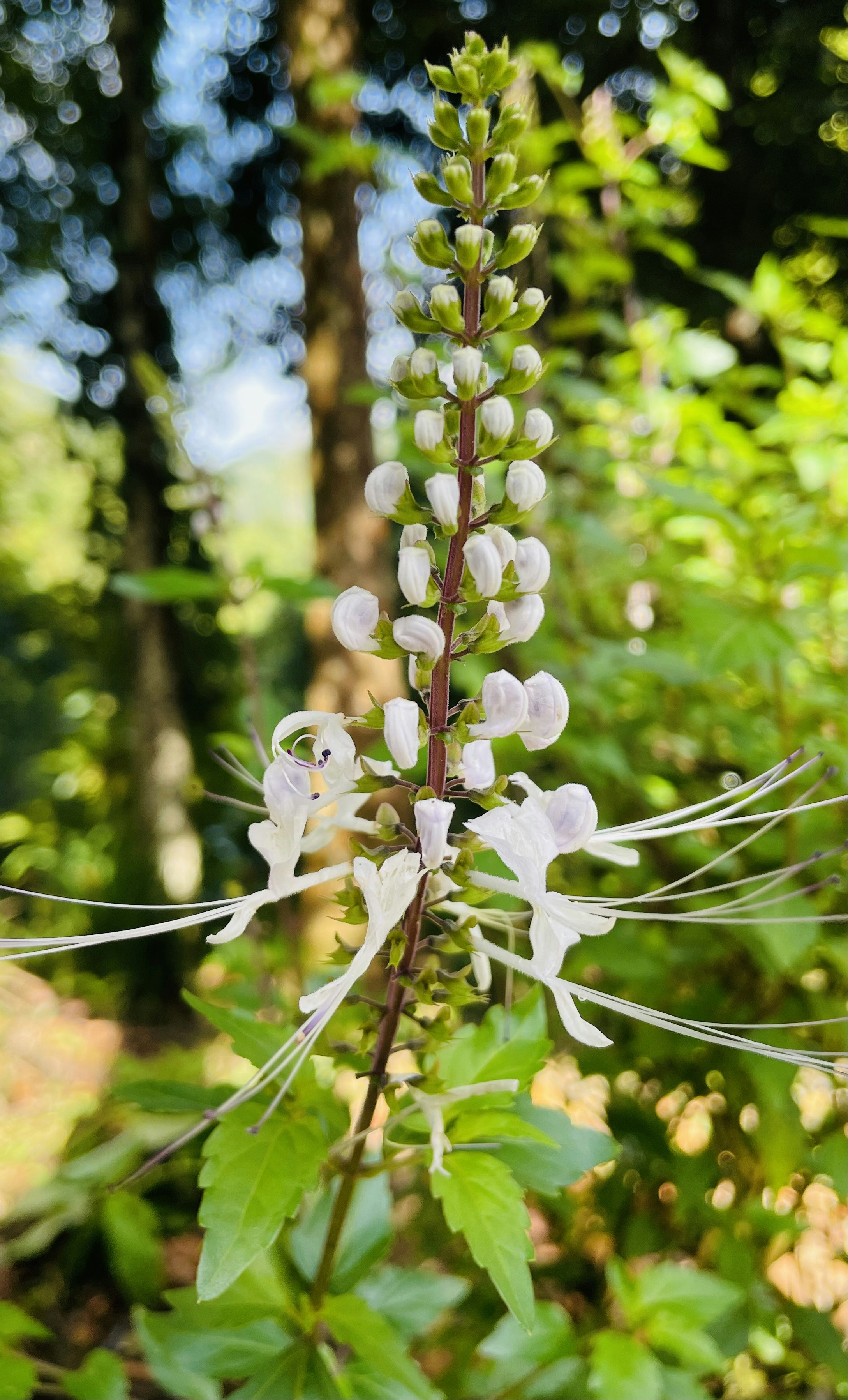 White-spired Blooms Rising in Forest Light