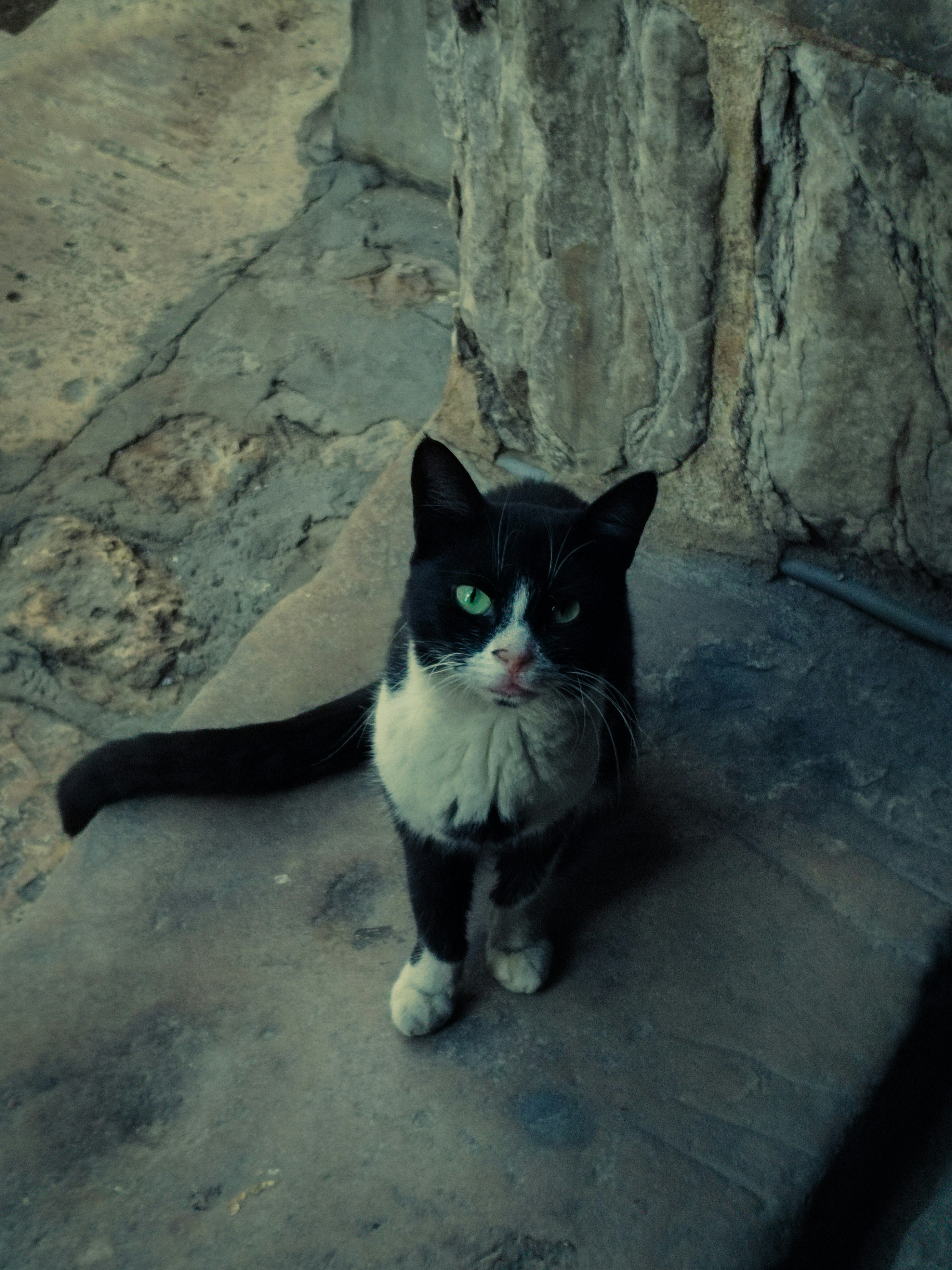 Green-Eyed Cat in a Cliffside Stone Nook