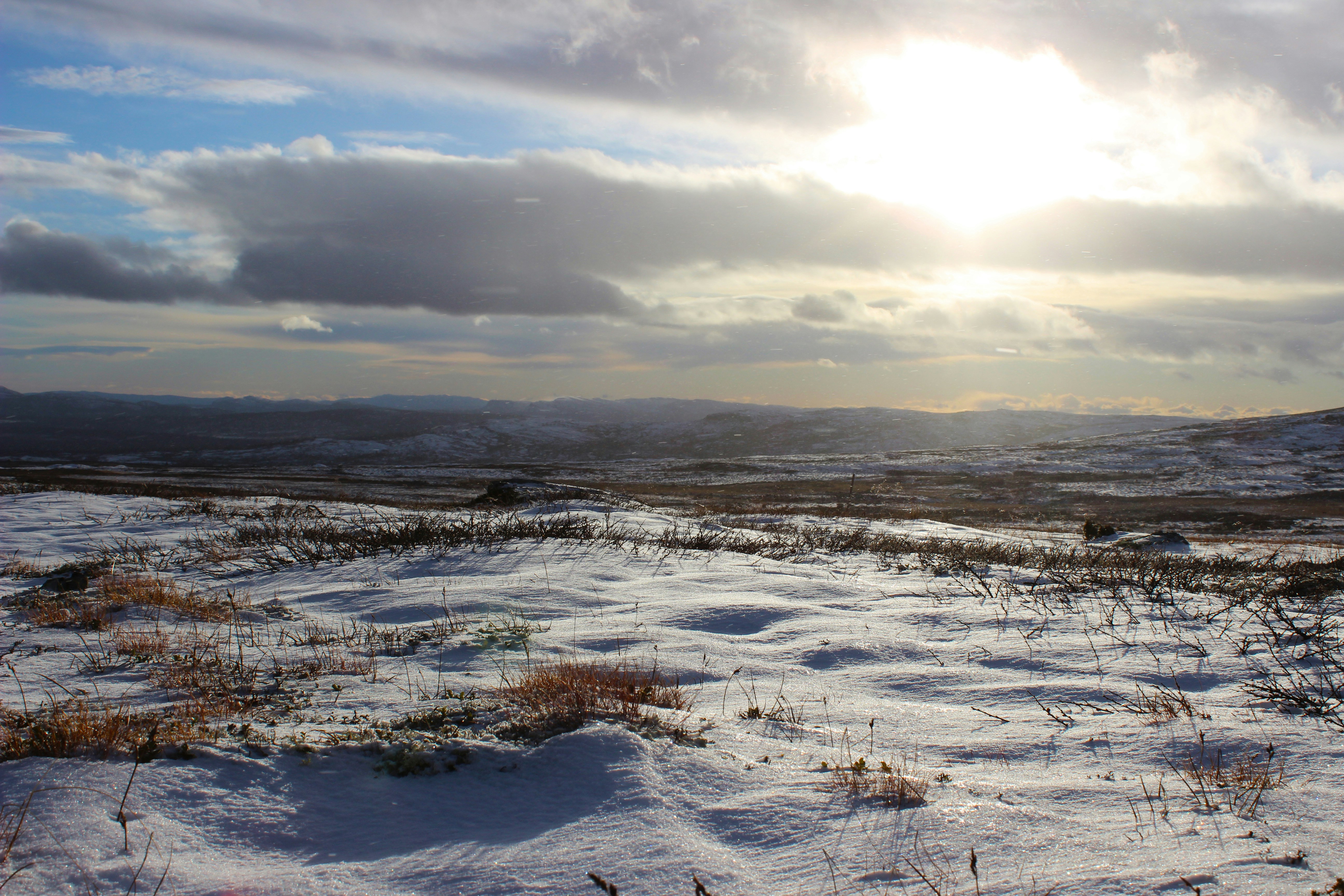 500+ Tundra Pictures [HD] | Download Free Images on Unsplash