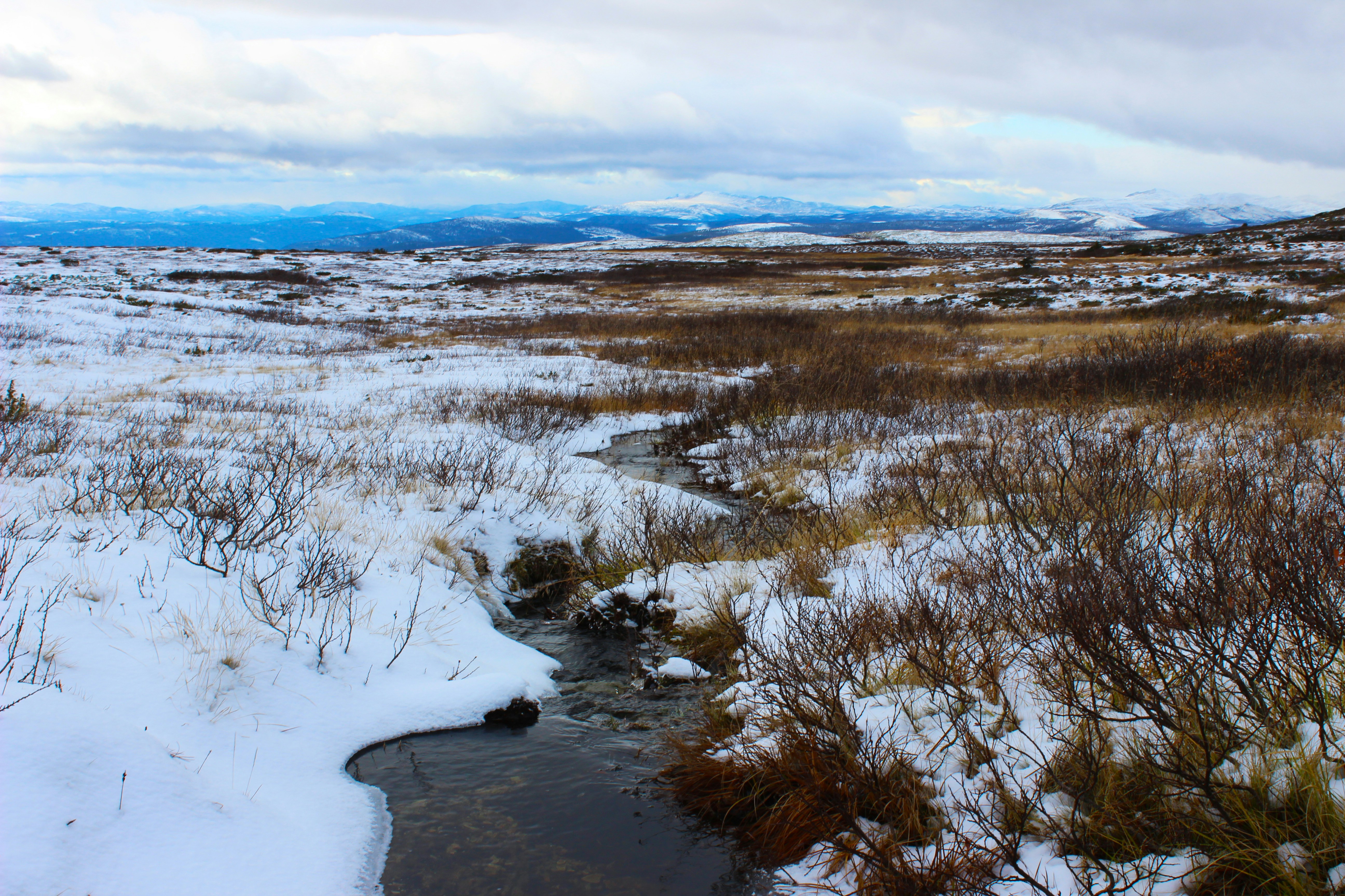 500+ Tundra Pictures [HD] | Download Free Images on Unsplash