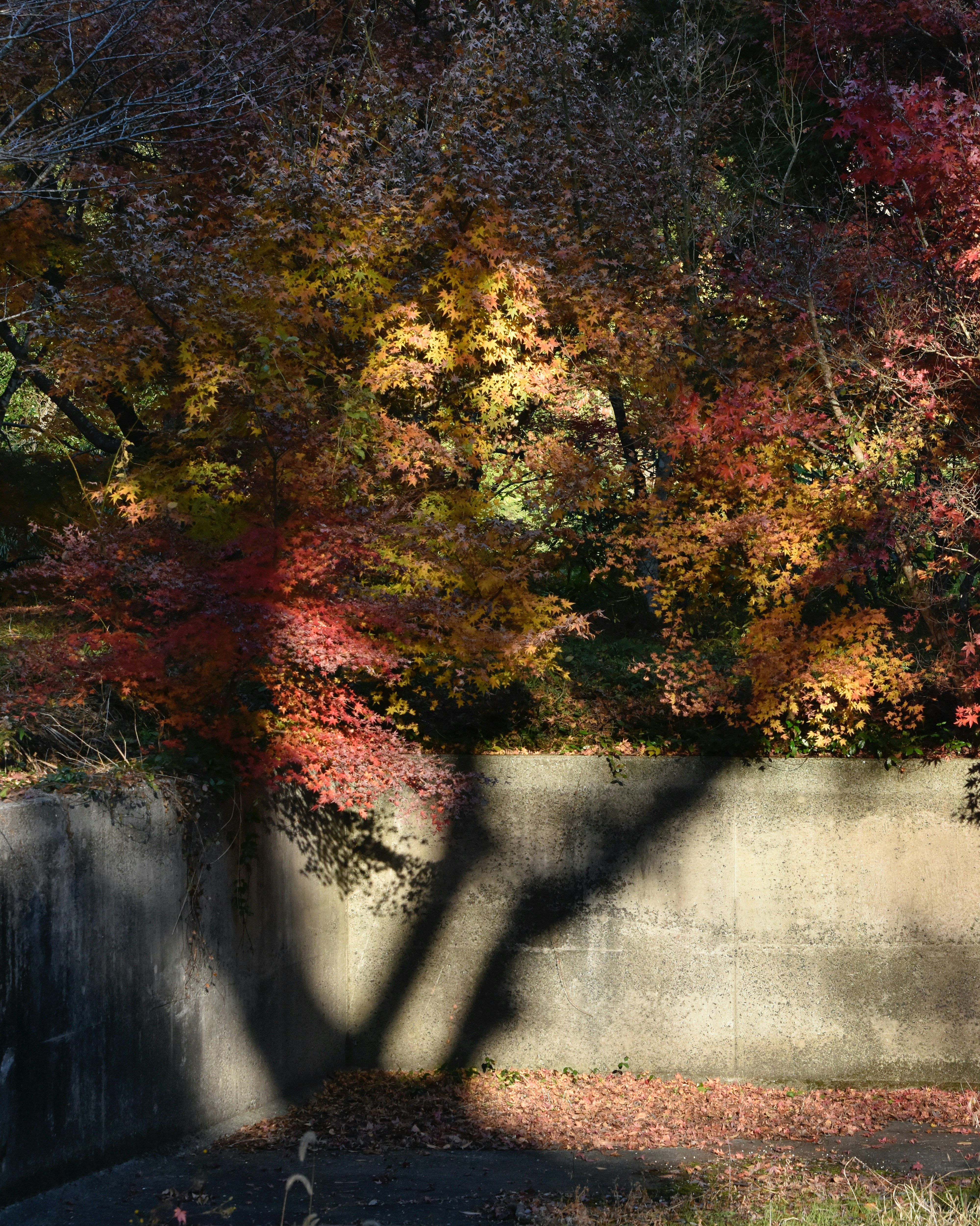Whispers of Autumn: A Colorful Tapestry