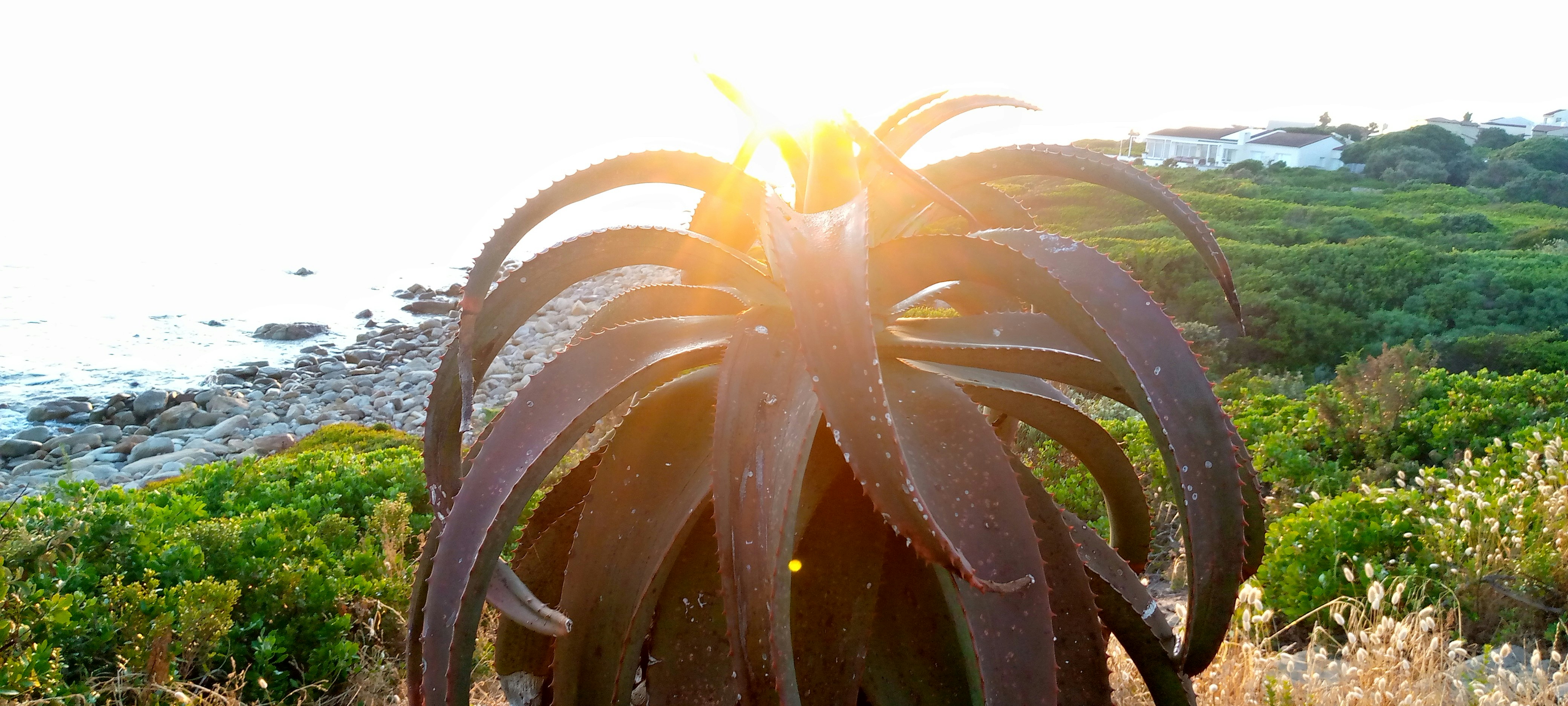 Sunburst Over the Sea: Aloe-Like Plant Framing a Coastal Sunset