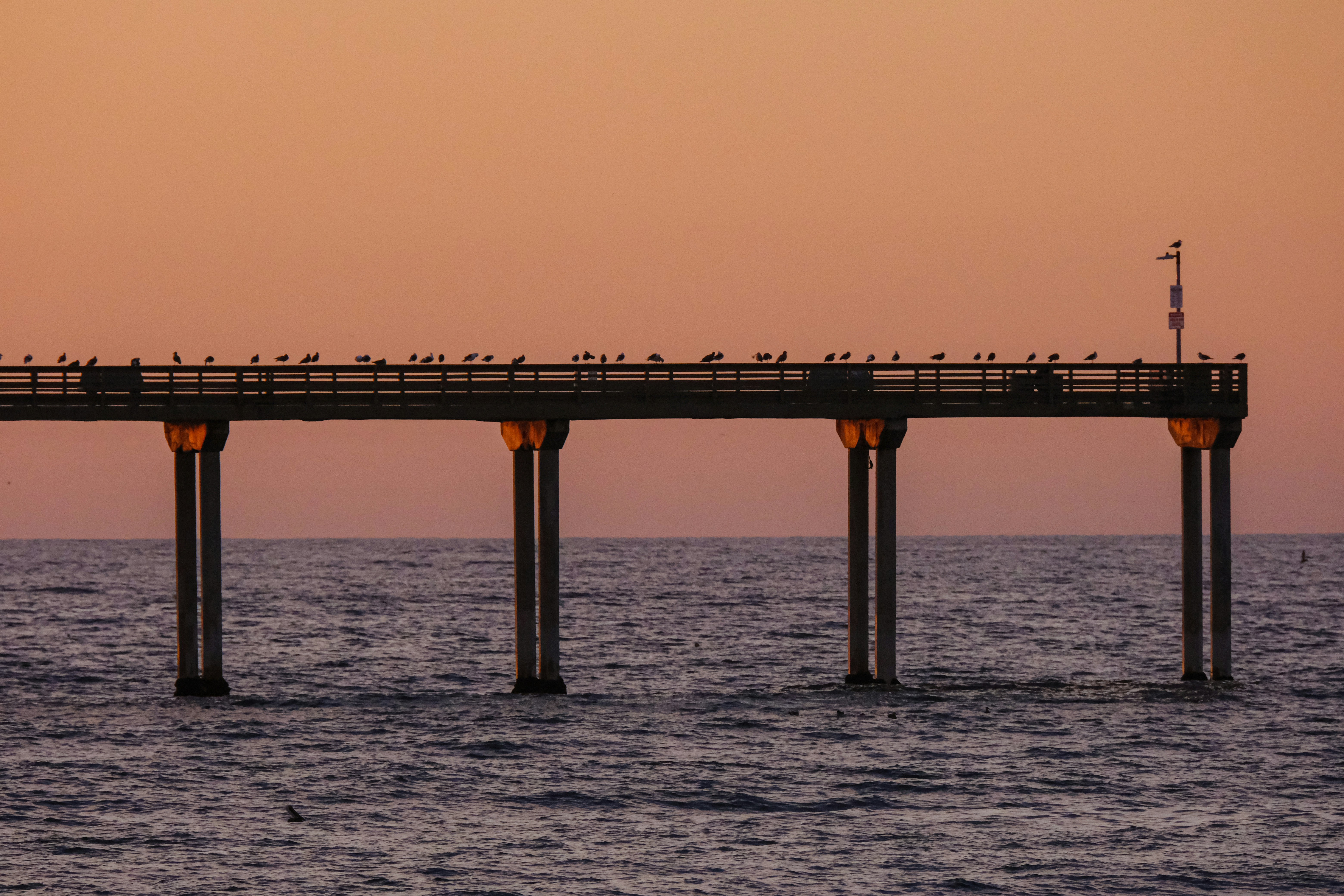Dusk on the Pier: Birds Quietly Guard the Orange Horizon