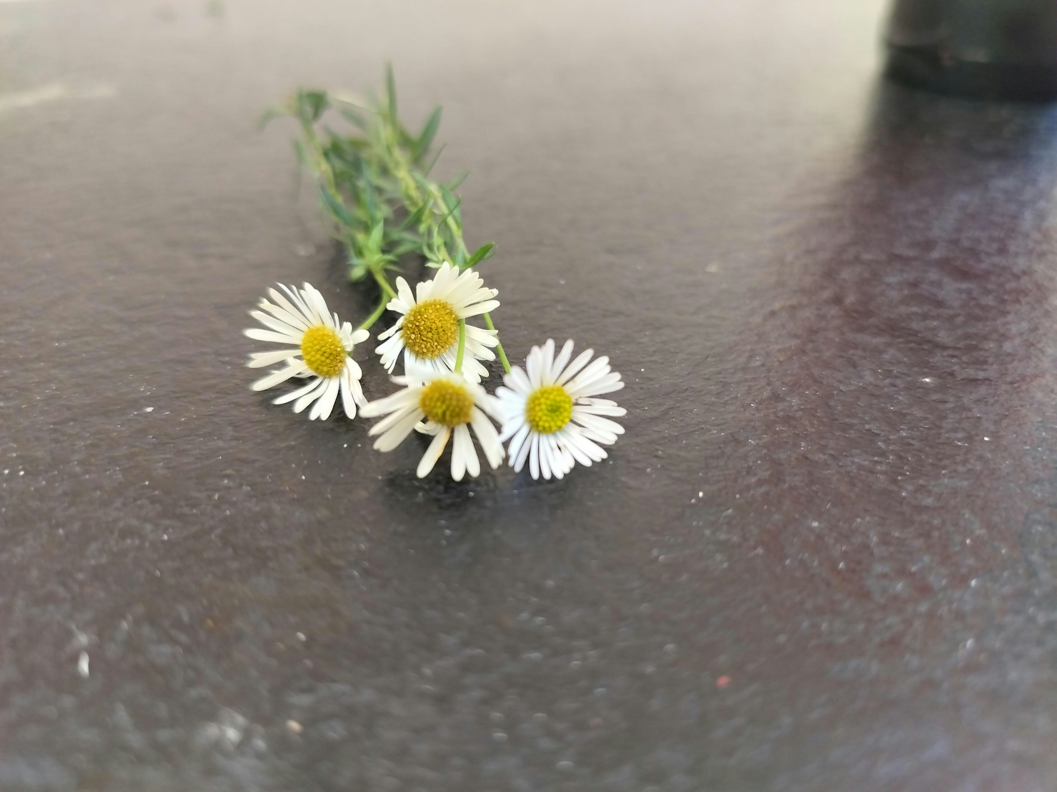 Morning Daisies | a couple of white flowers sitting on top of a table