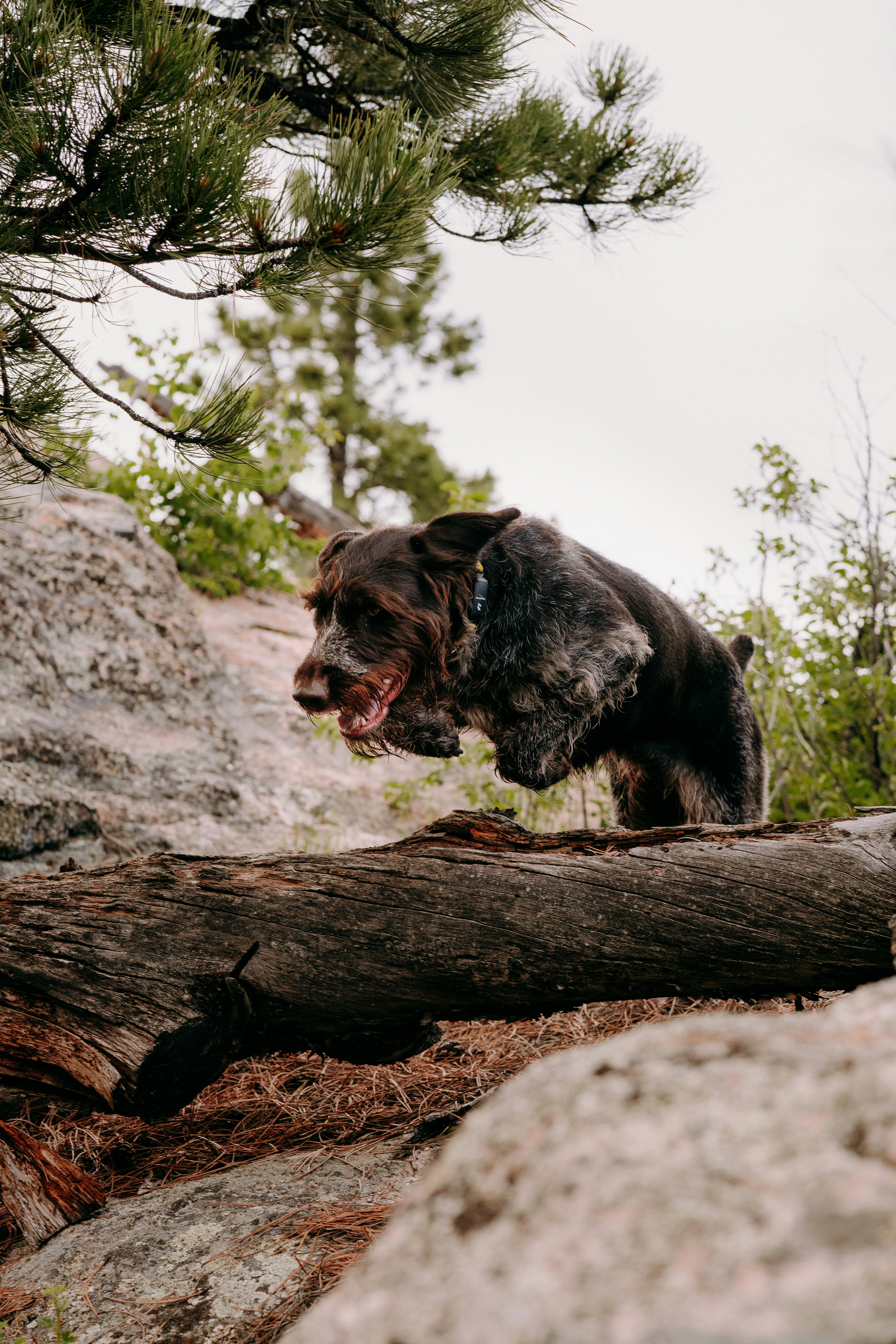 Wiry Terrier on a Weathered Log Amid Pine and Granite