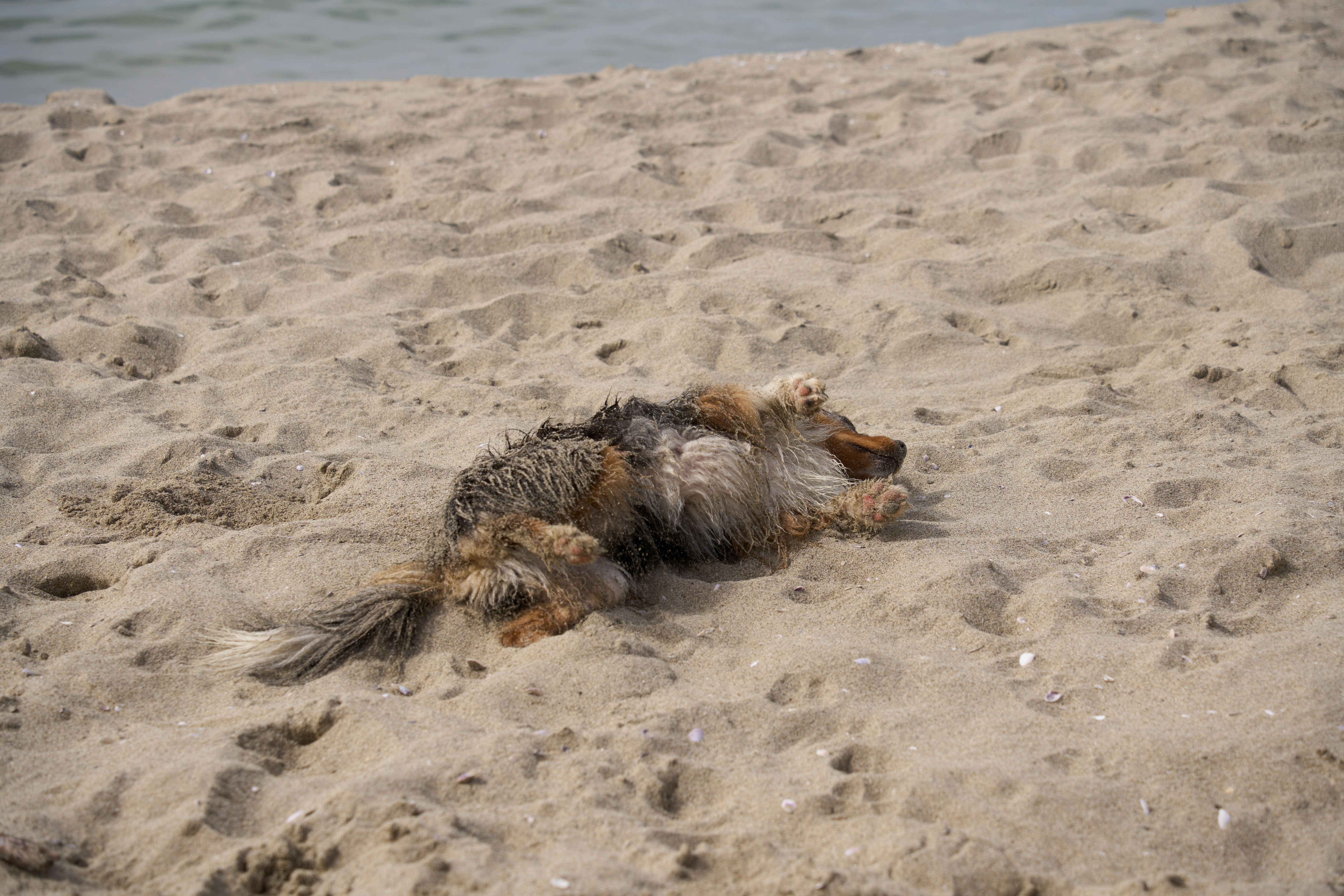 Shoreline Slumber: A Scruffy Dog Reposes on Sunlit Sand