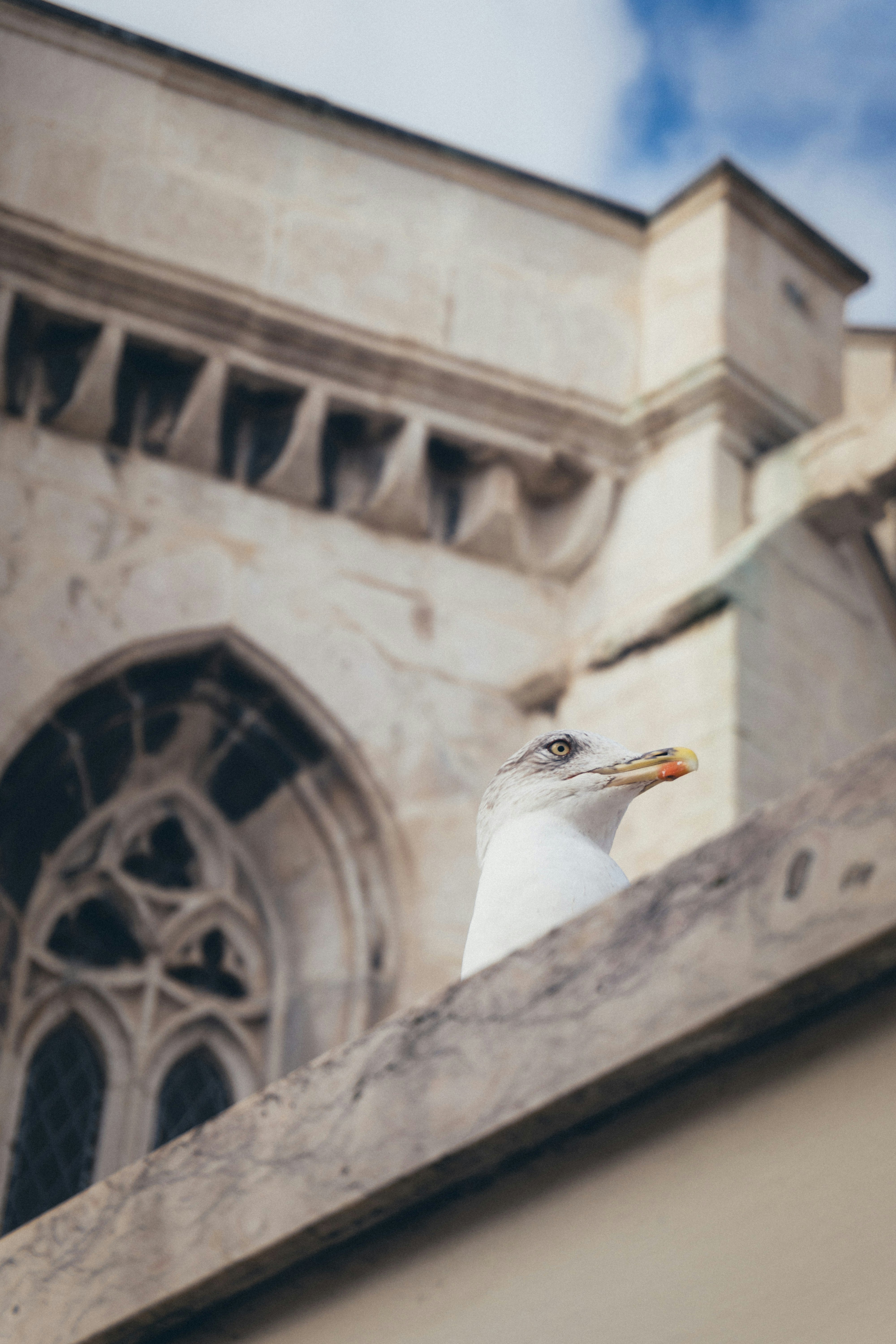 Gull Over the Parapet: Sentinel on Gothic Stone