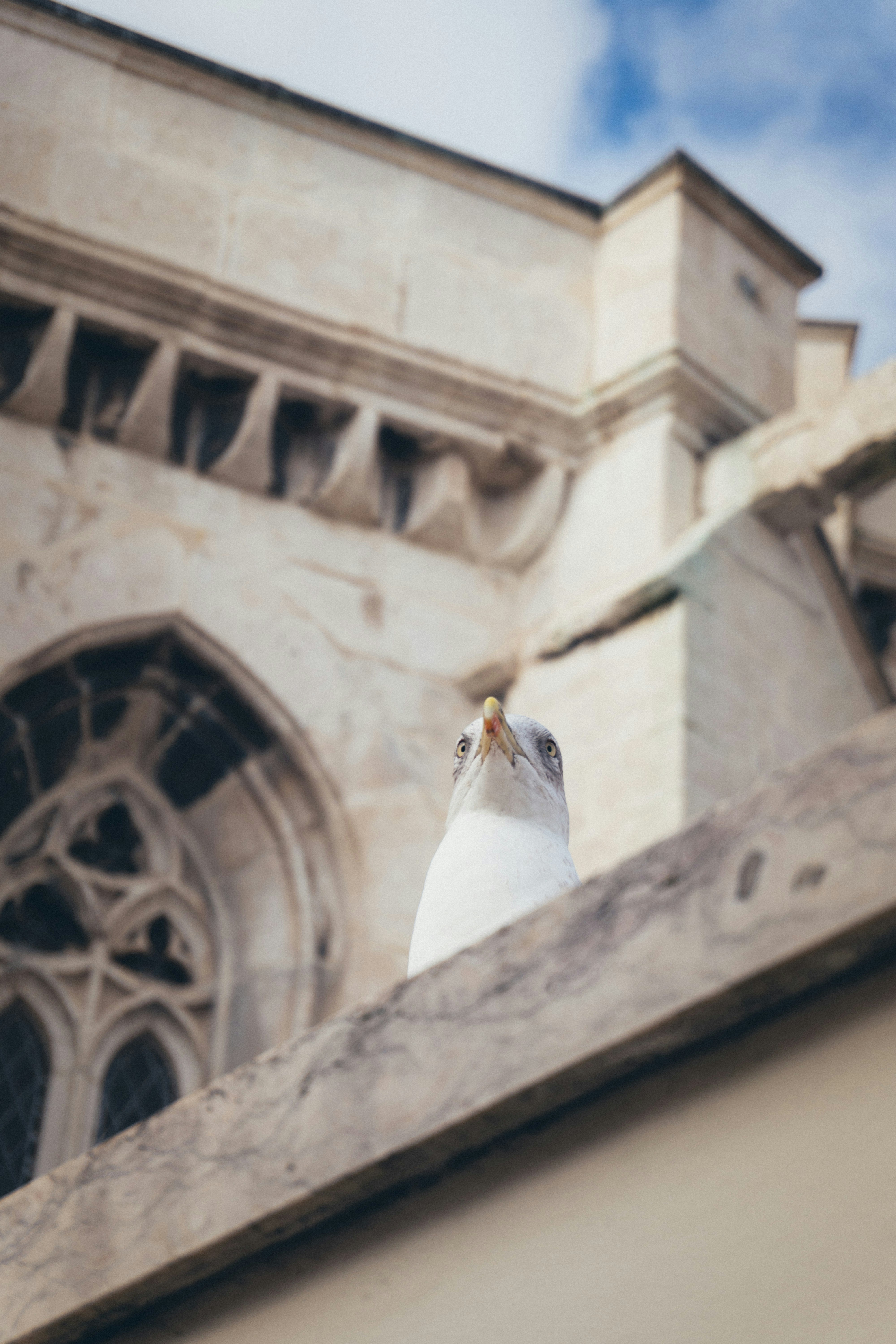 Gull on the Gothic Ledge: Quiet Alert Above the Stone Facade