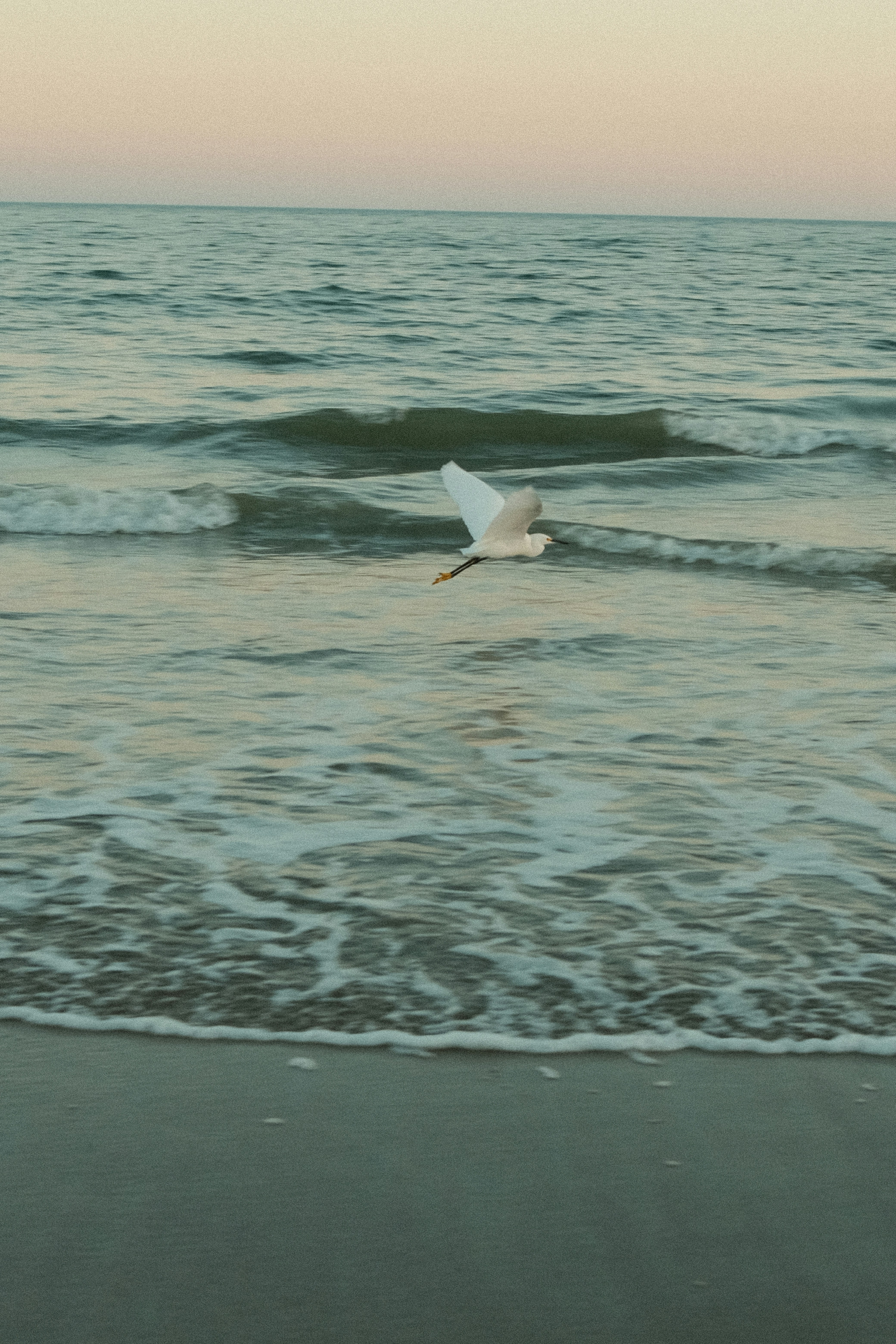 A seagull flying over a body of water photo – Free Ocean Image on Unsplash