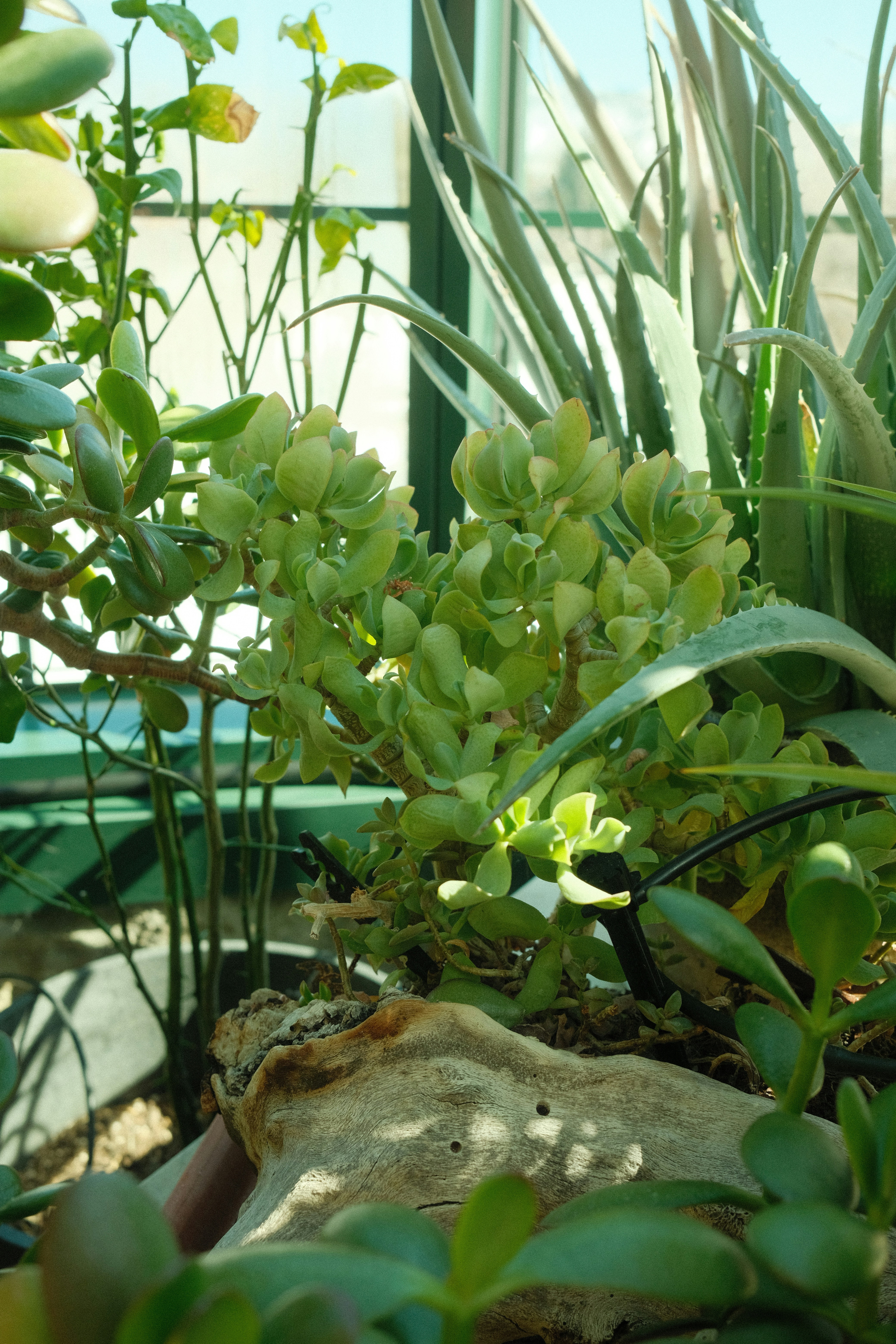 Sunlit Succulents on a Windowsill: A Quiet Green Mosaic