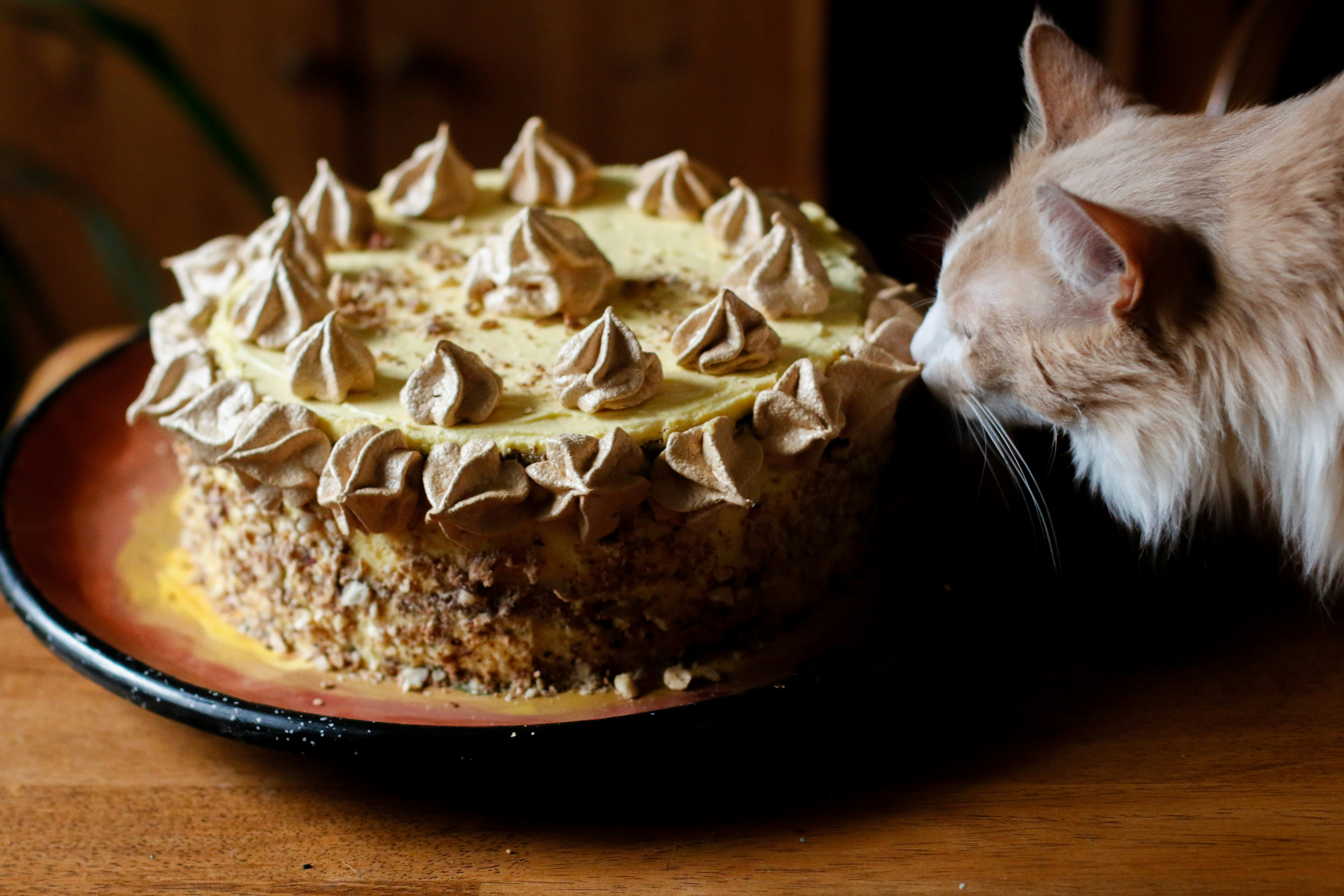 Cream-Topped Cake Meets Curious Whisker: A Cat's Dessert Encounter