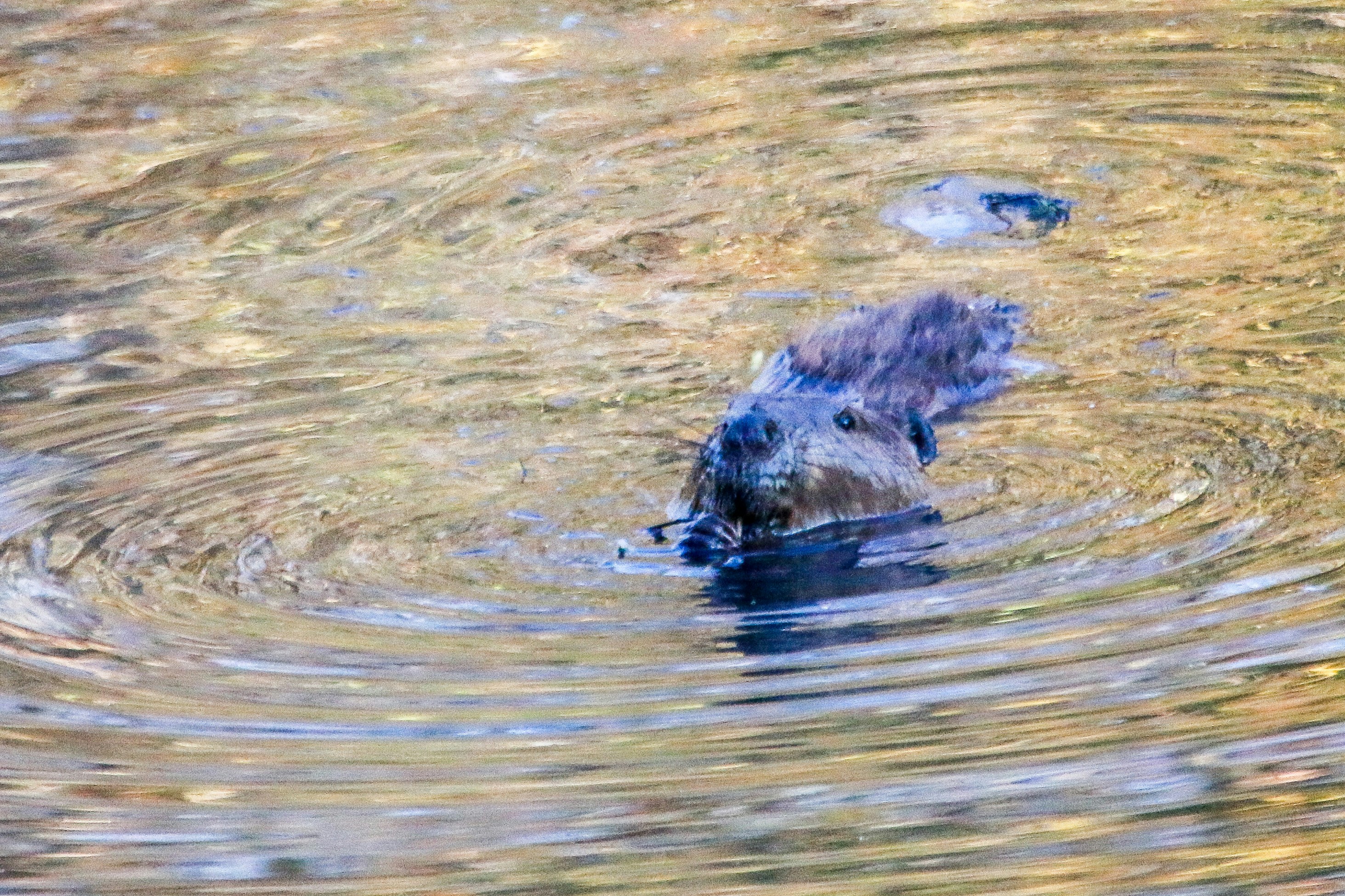 A bird is swimming in a pond of water photo – Free Rodent Image on Unsplash