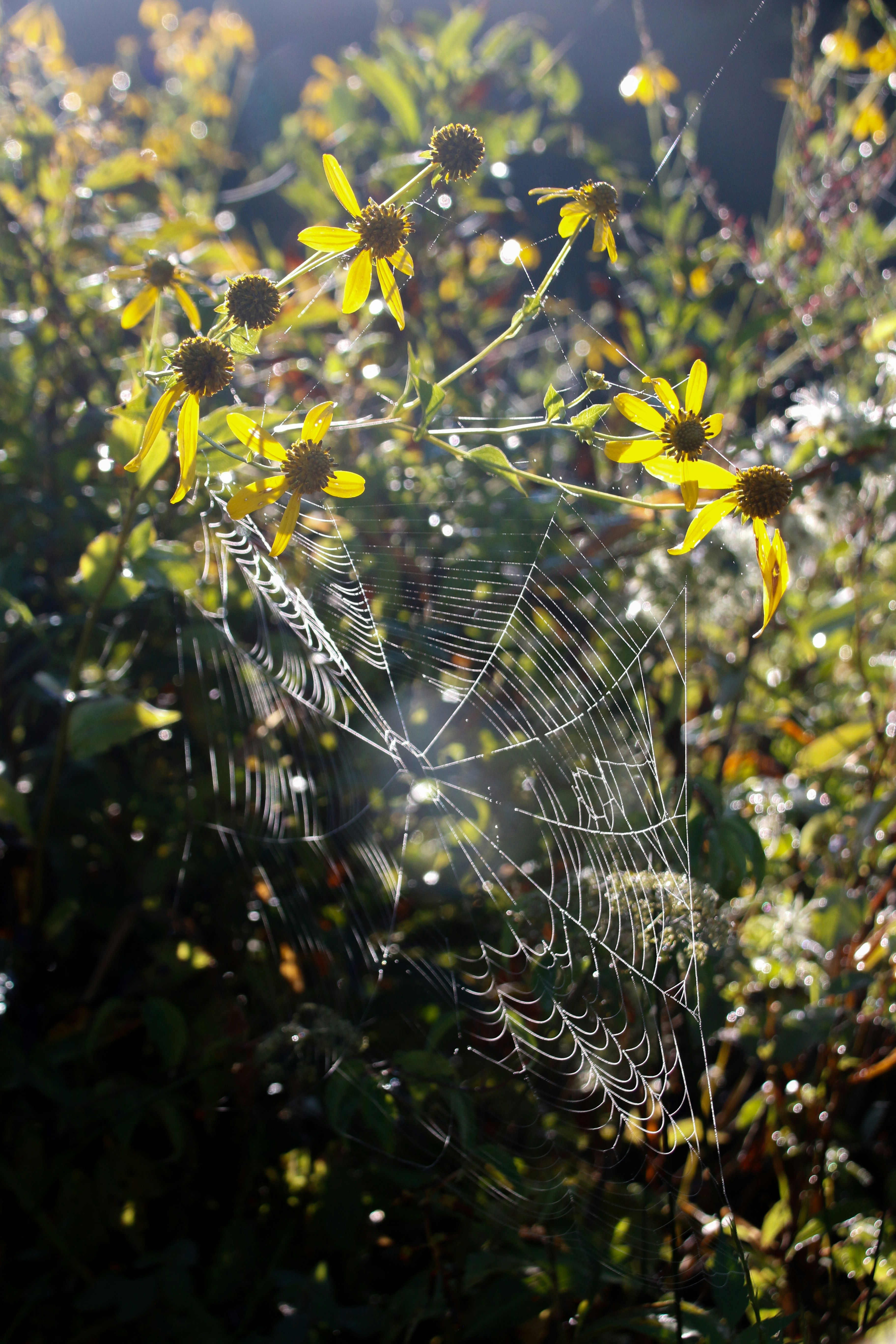 Spun Silk Among Sunlit Rudbeckia