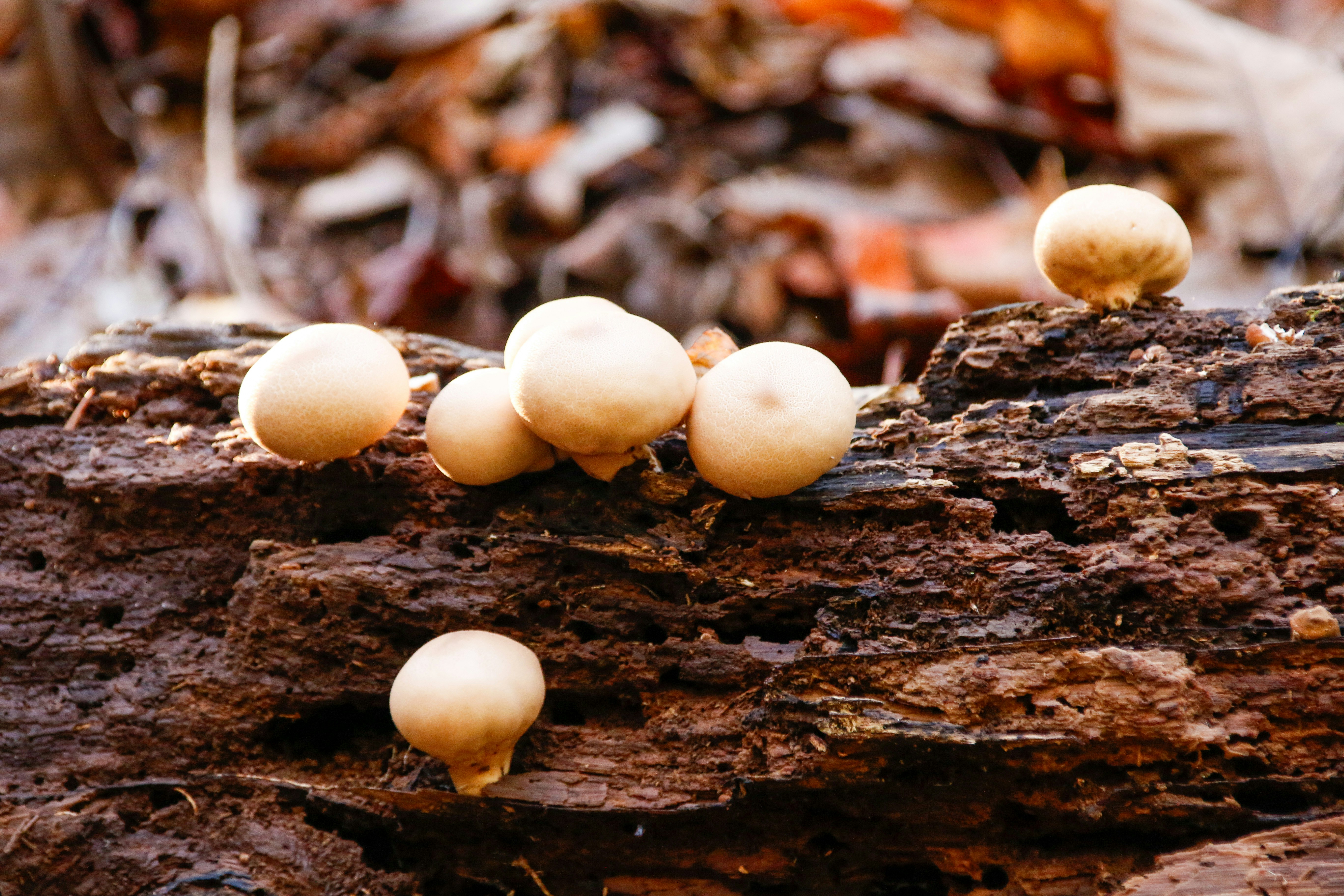 Photo by Alla Kemelmakher with Canon EOS 70D