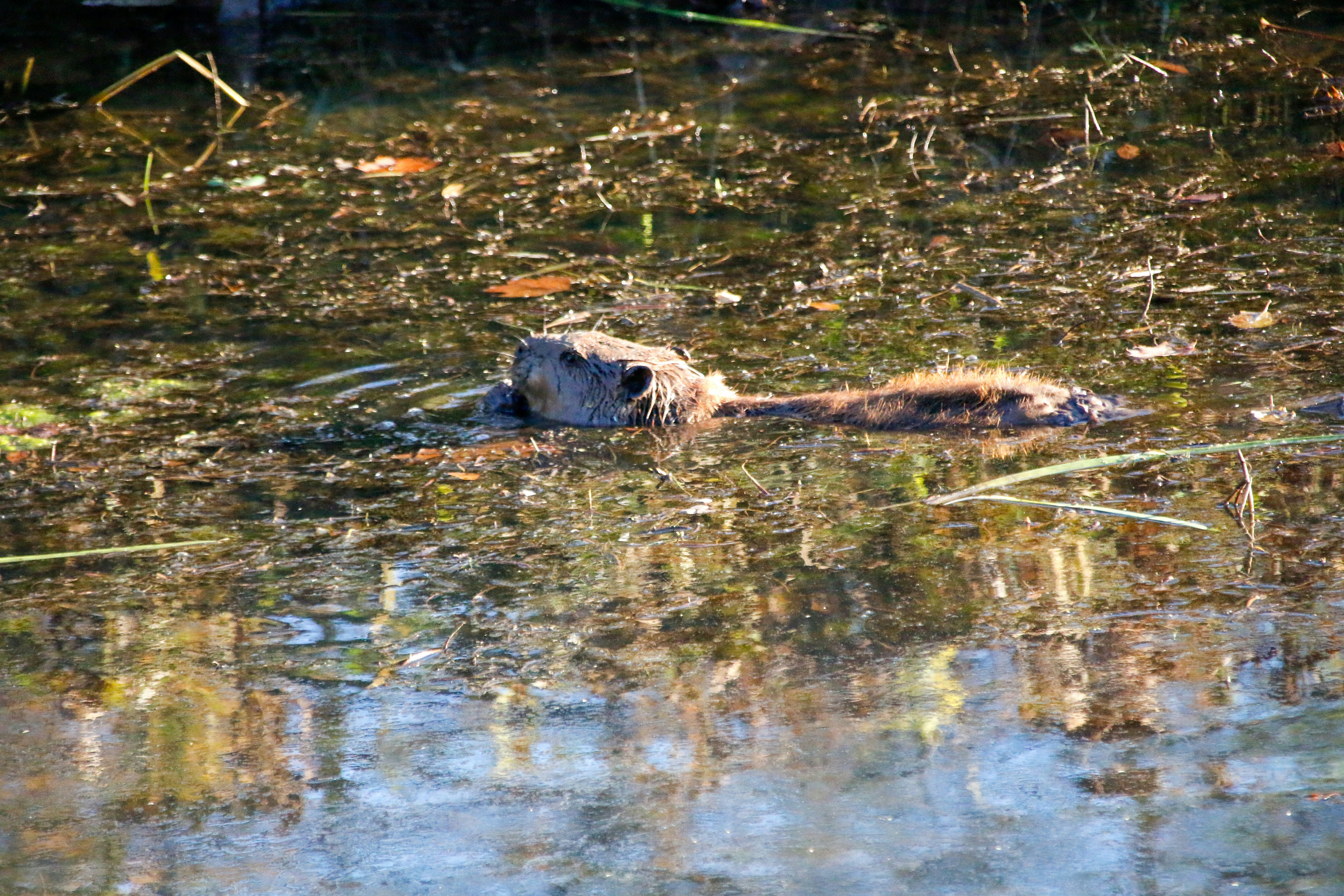 A dead animal floating in a body of water photo – Free Land Image on ...