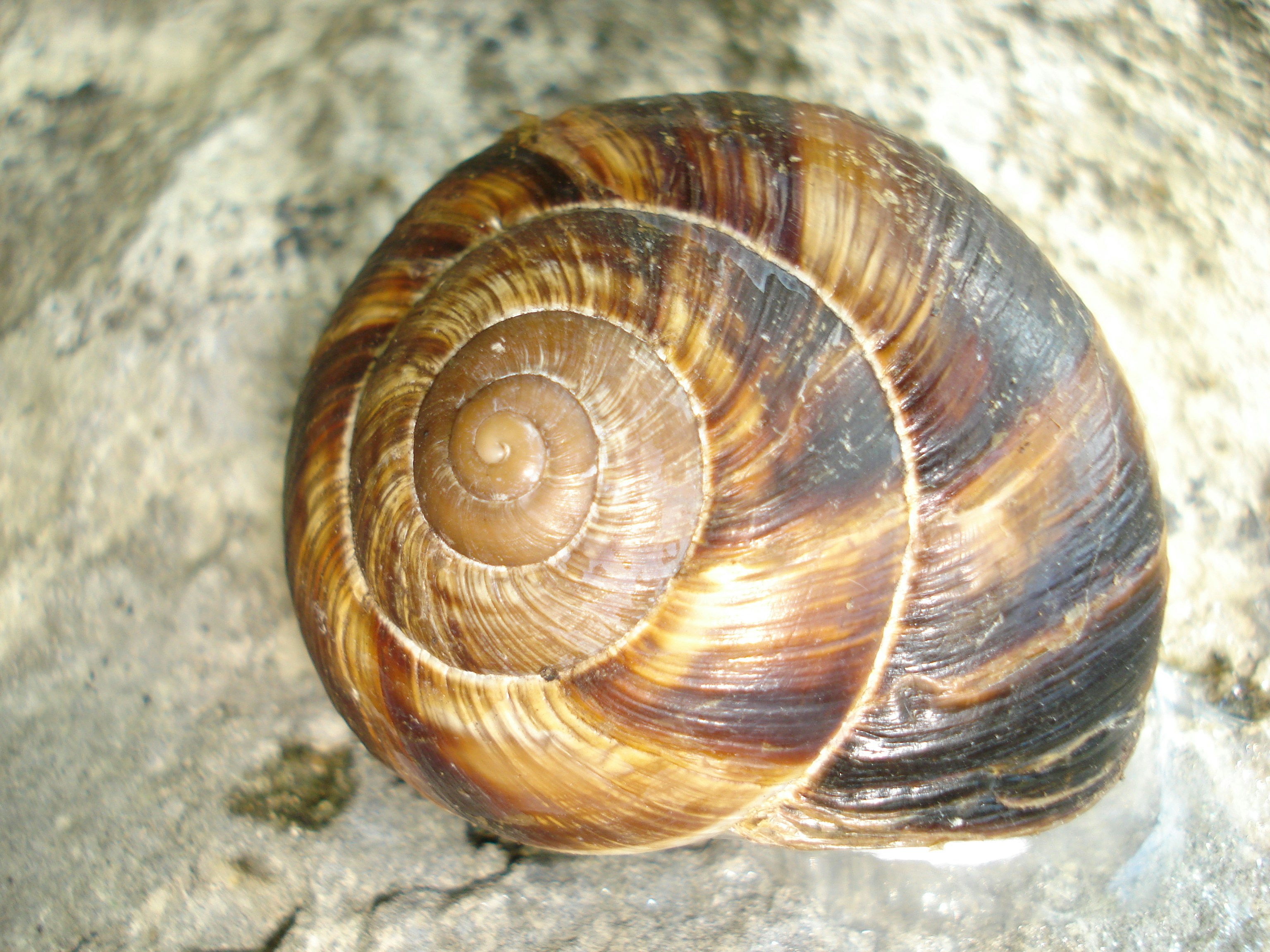 Close-up of a snail shell with intricate brown and cream spirals on a textured rock surface.